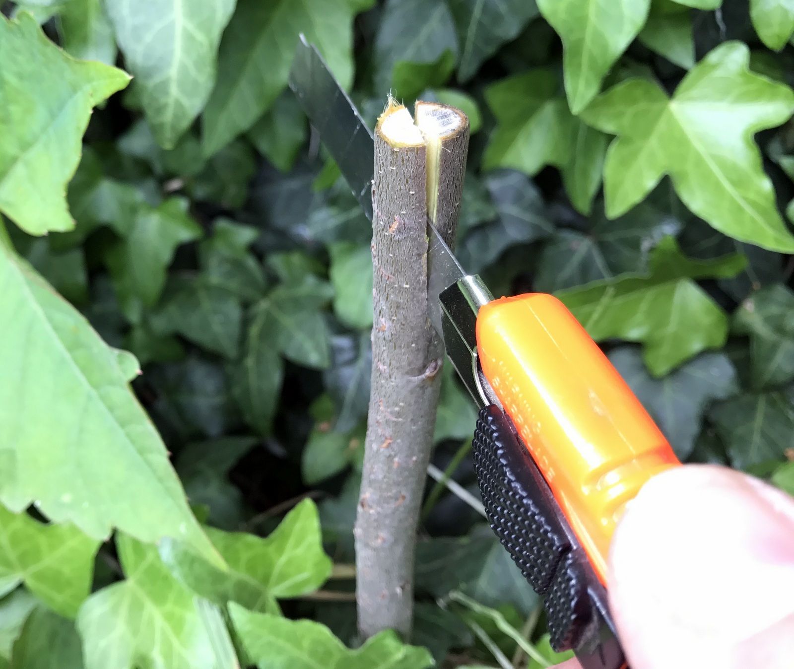 Simple Grafting Without Special Tools : 7 Steps (with Pictures ...