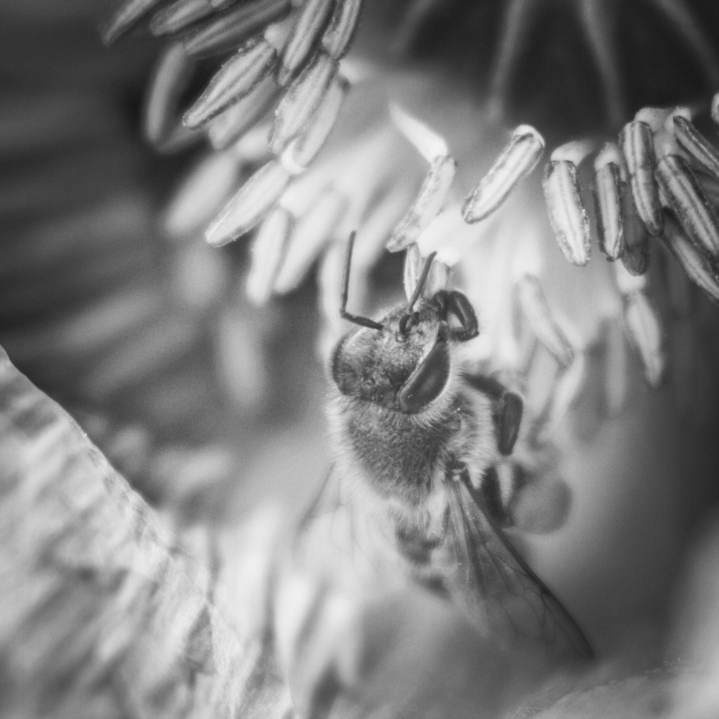 Turn Any Manual Lense to Macro Lenses (with 3D Printer) : 5 Steps (with ...