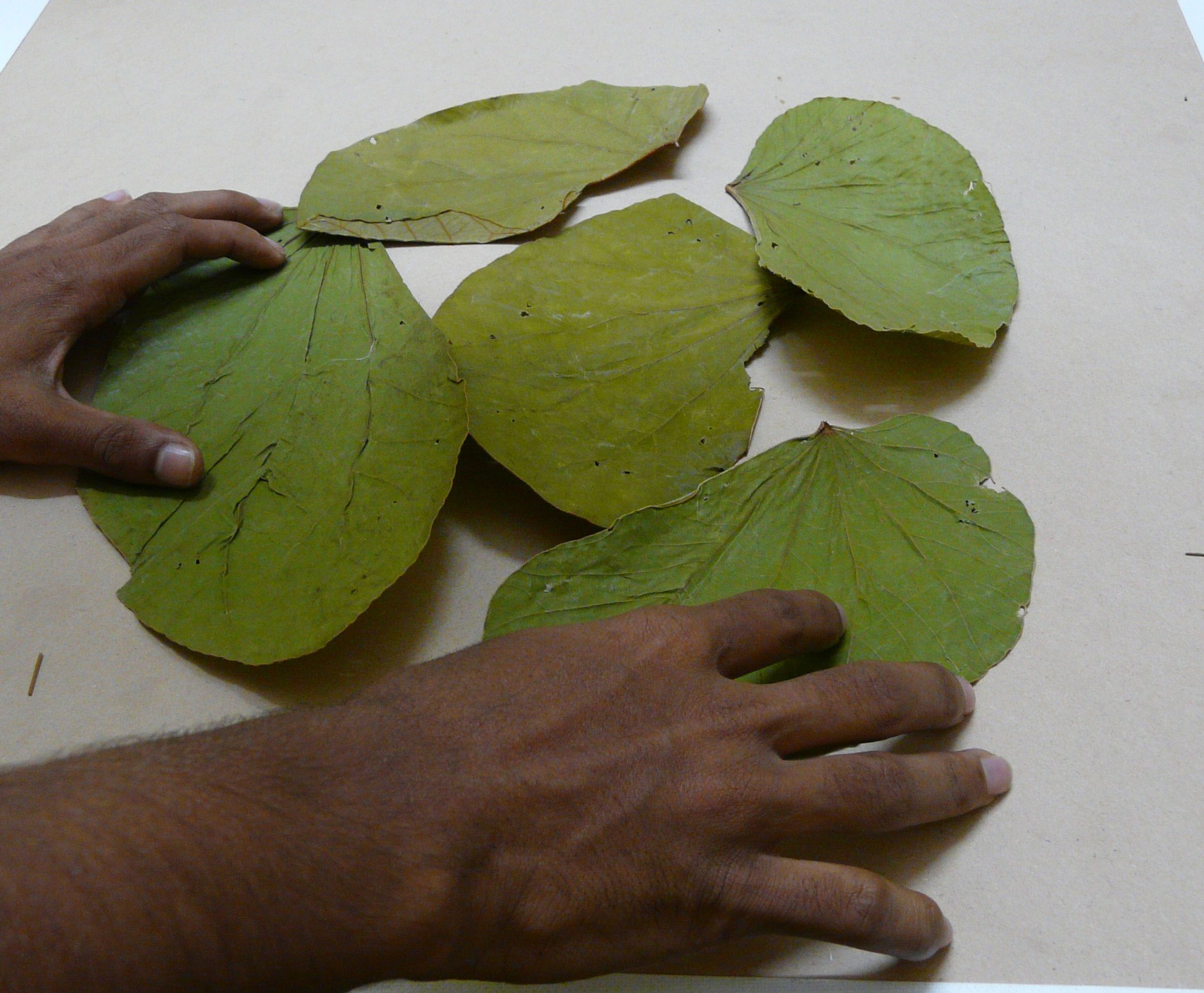 Pattal - Leaf Plate (Made of Banyan & Sal Leaf ) : 10 Steps - Instructables