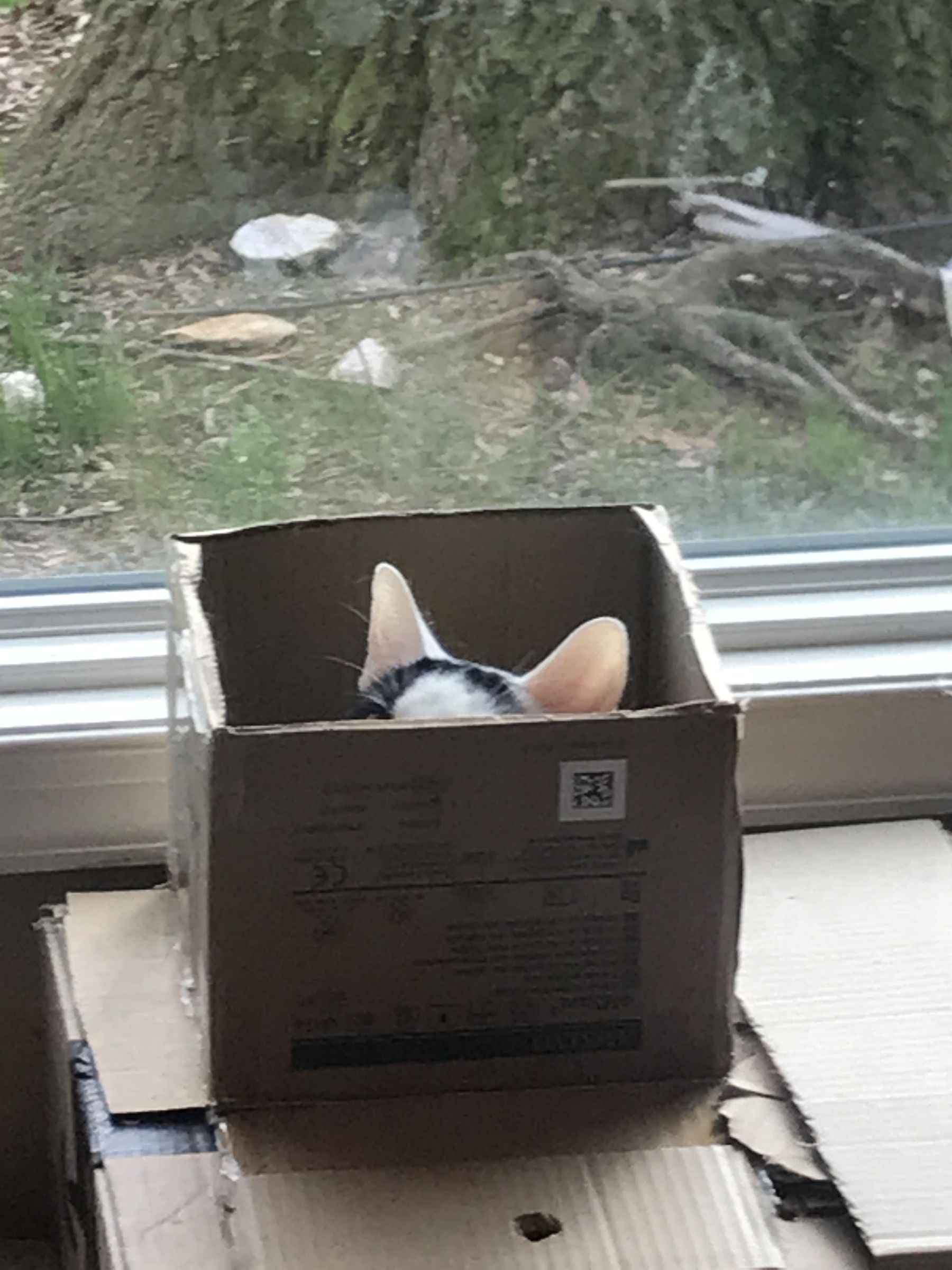 Cardboard Cat Box Surprise : 3 Steps - Instructables