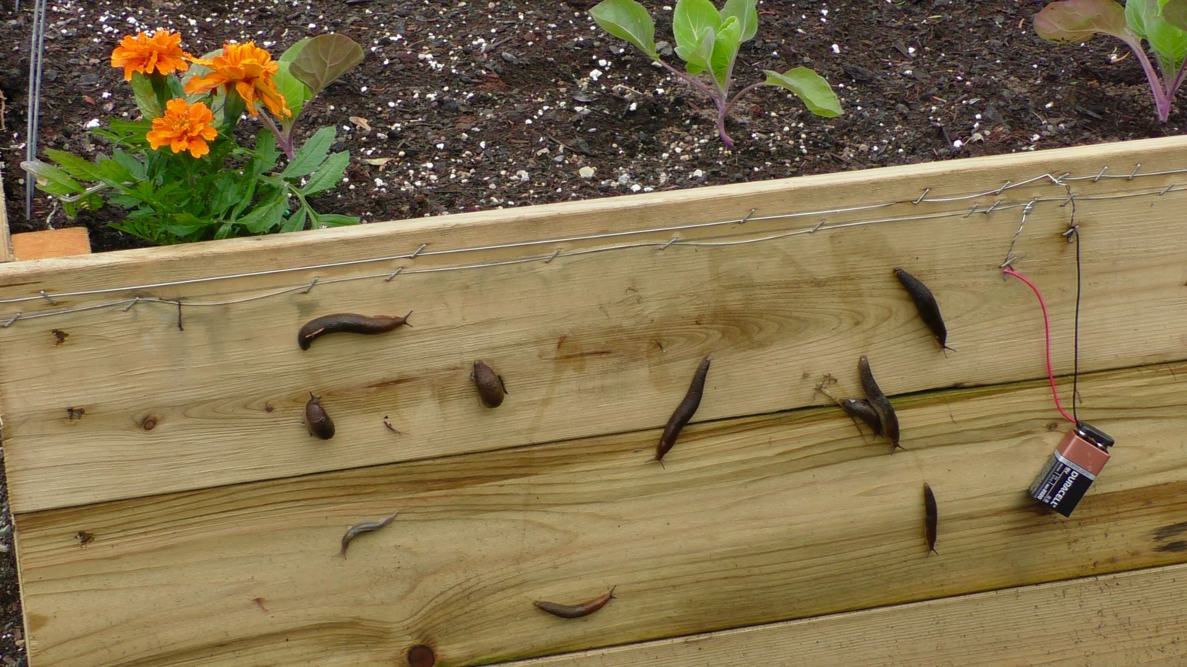 Raised Bed With Built-in Slug Control : 4 Steps (with Pictures ...