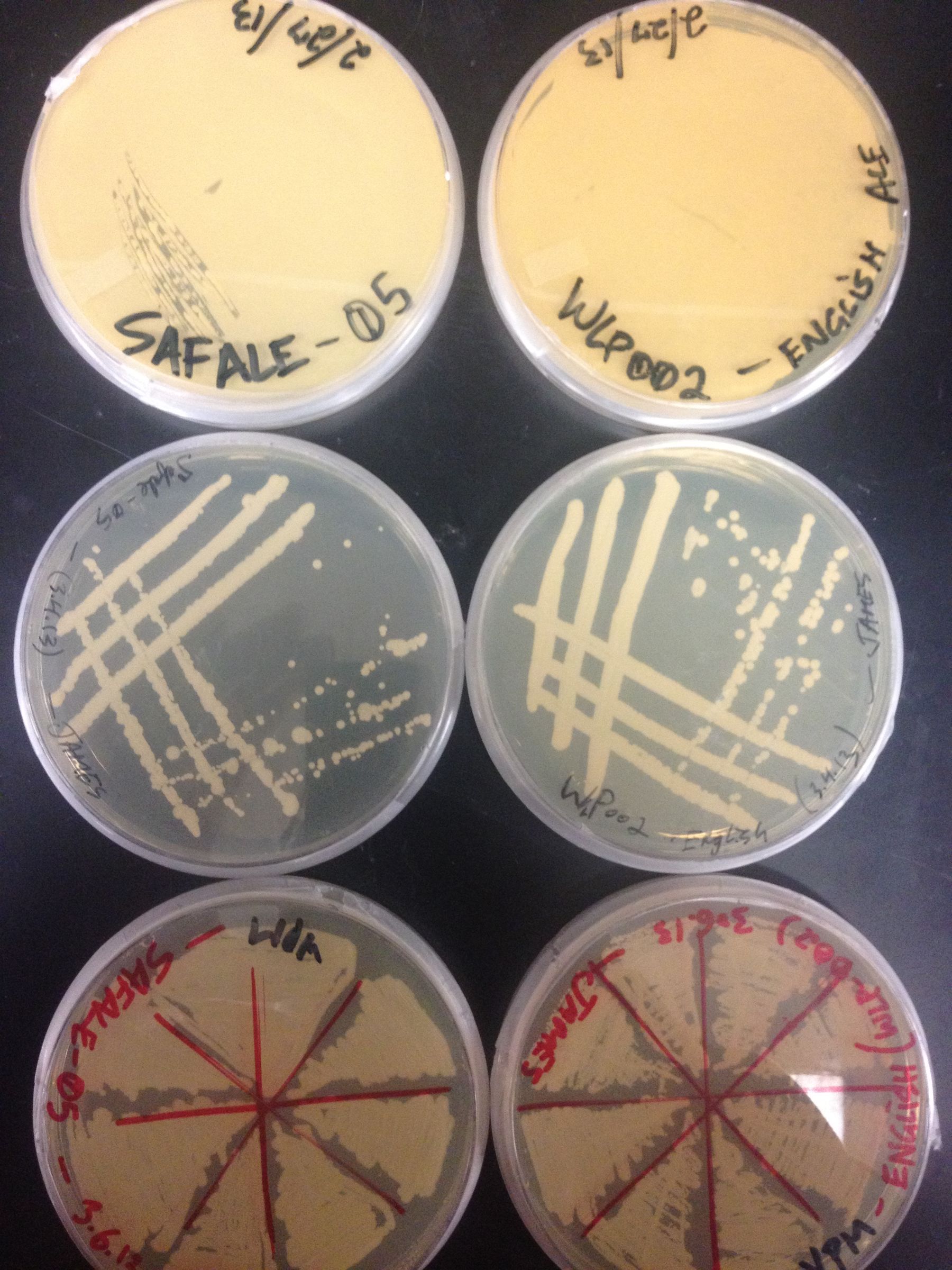 How to Make Solid Culture Medium Plates for Yeast Culture : 8 Steps ...