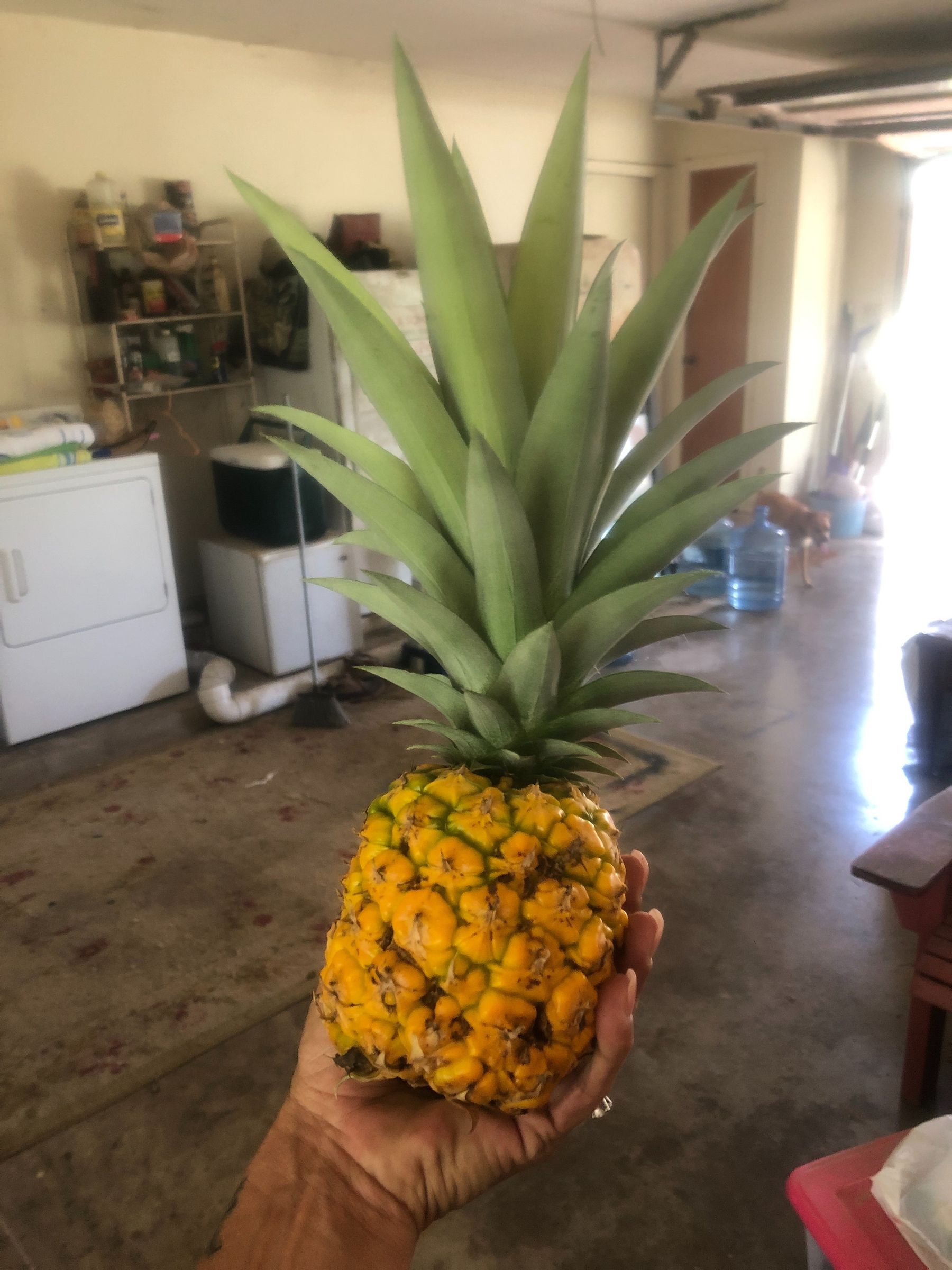 How to Grow Pineapples : 7 Steps (with Pictures) - Instructables