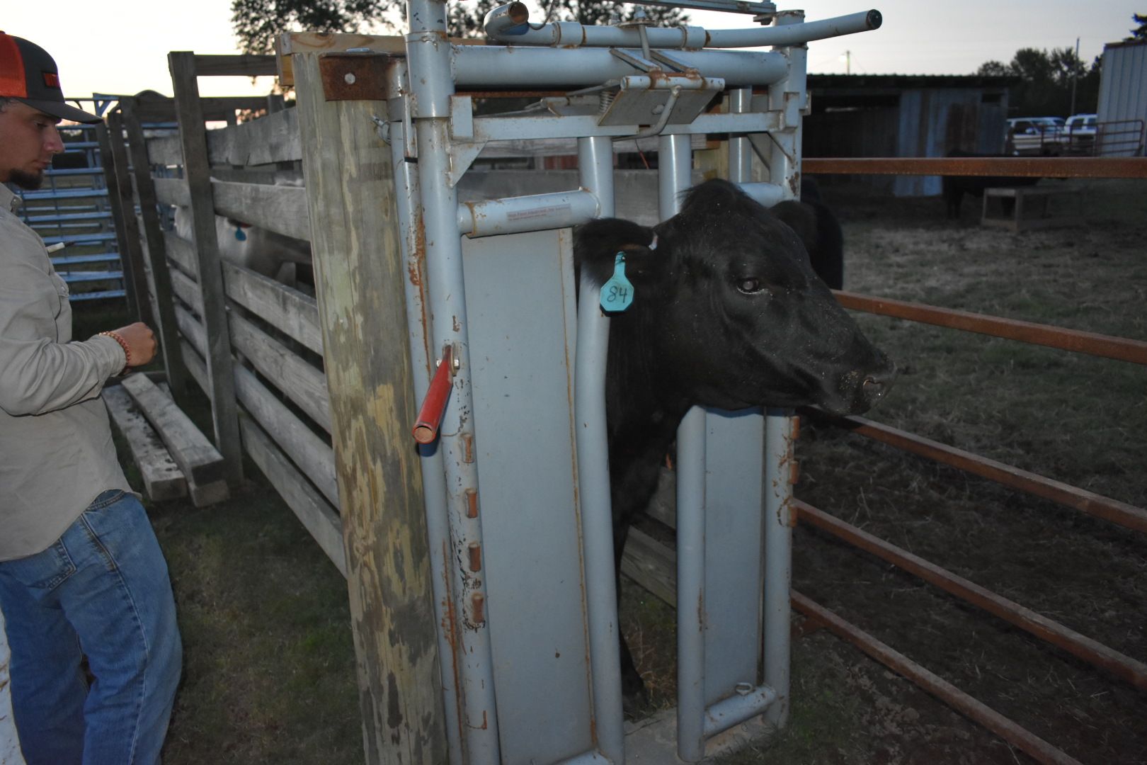 How to Work Cattle : 7 Steps - Instructables