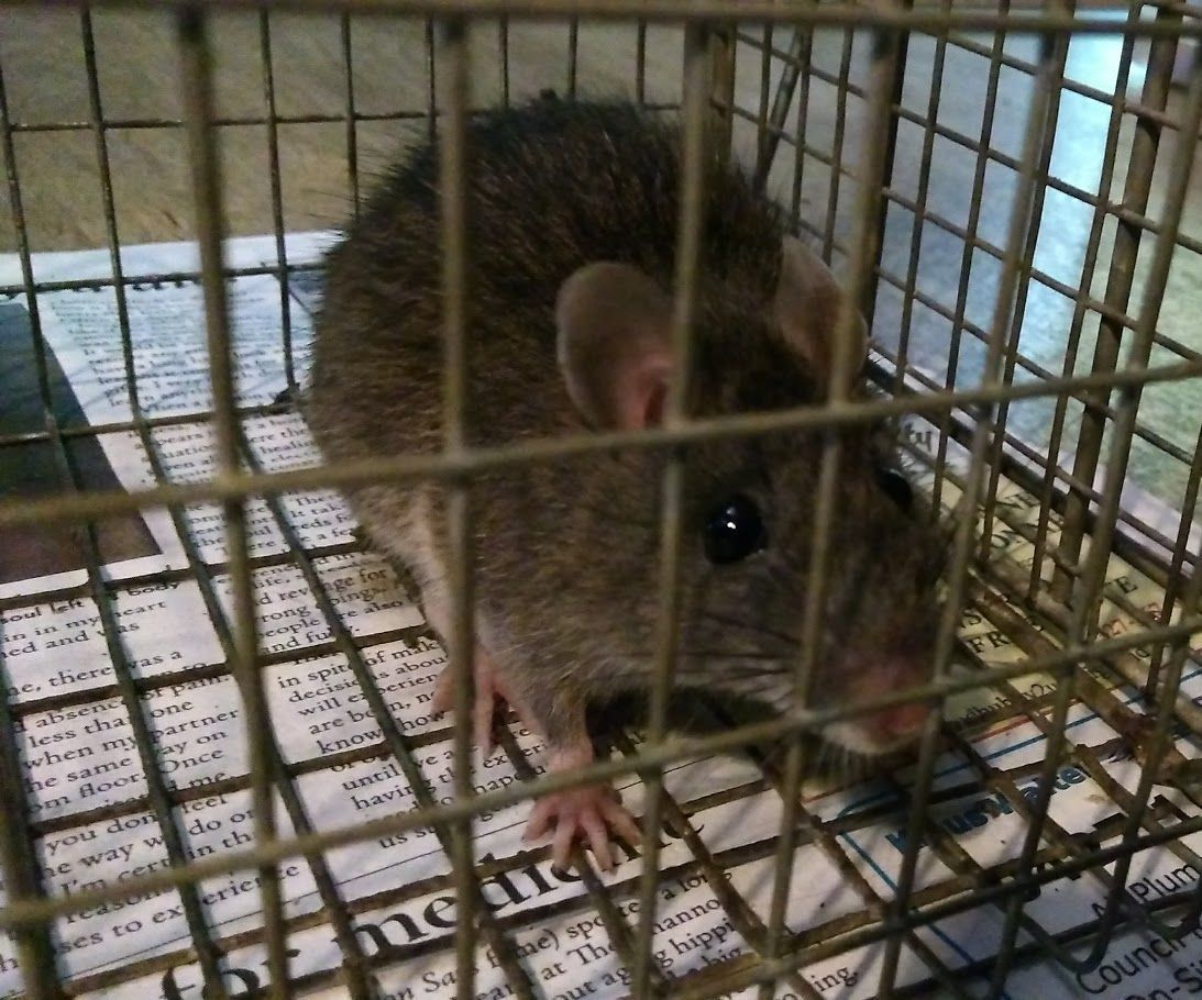 A More Complicated Better Mouse Trap : 4 Steps (with Pictures ...