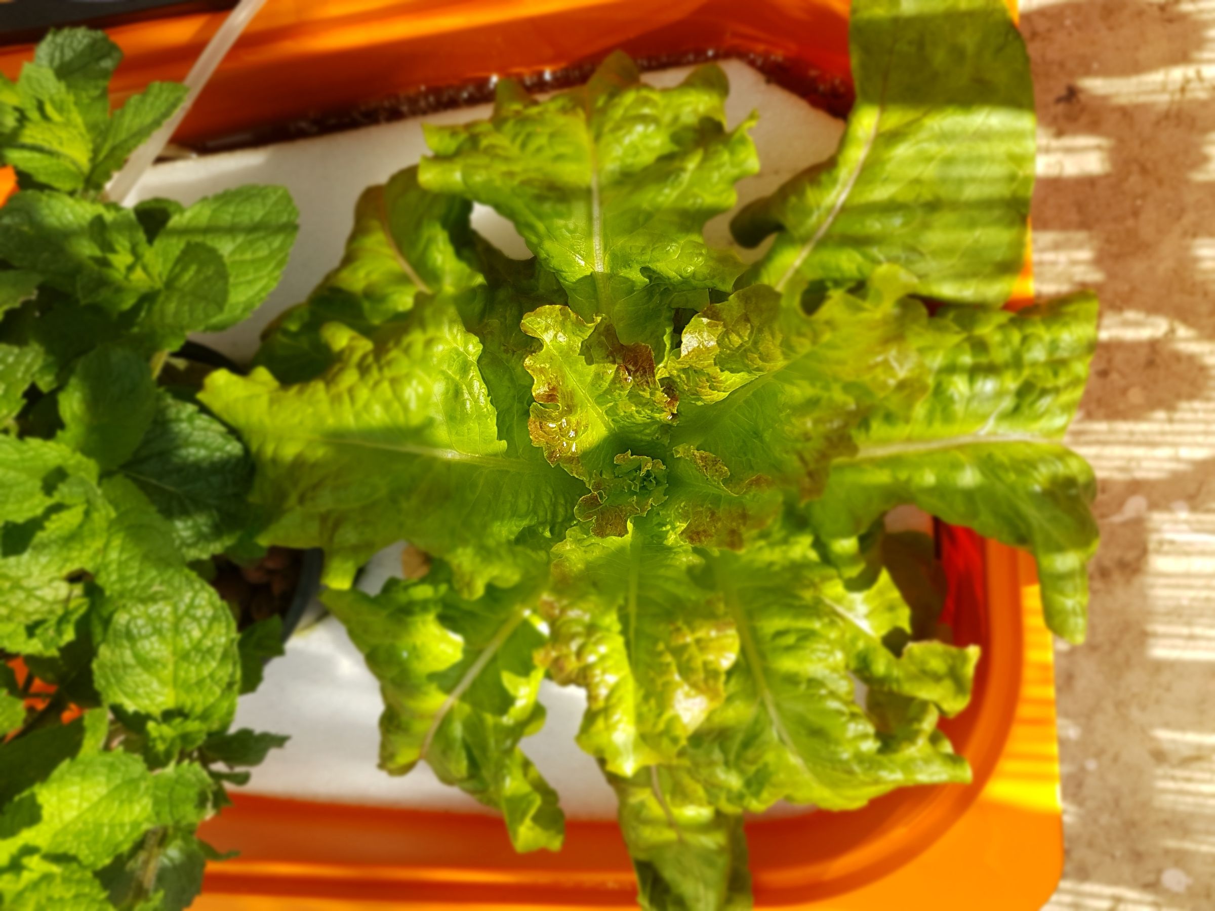 First Timer Hydroponics: the Raft System : 8 Steps (with Pictures ...