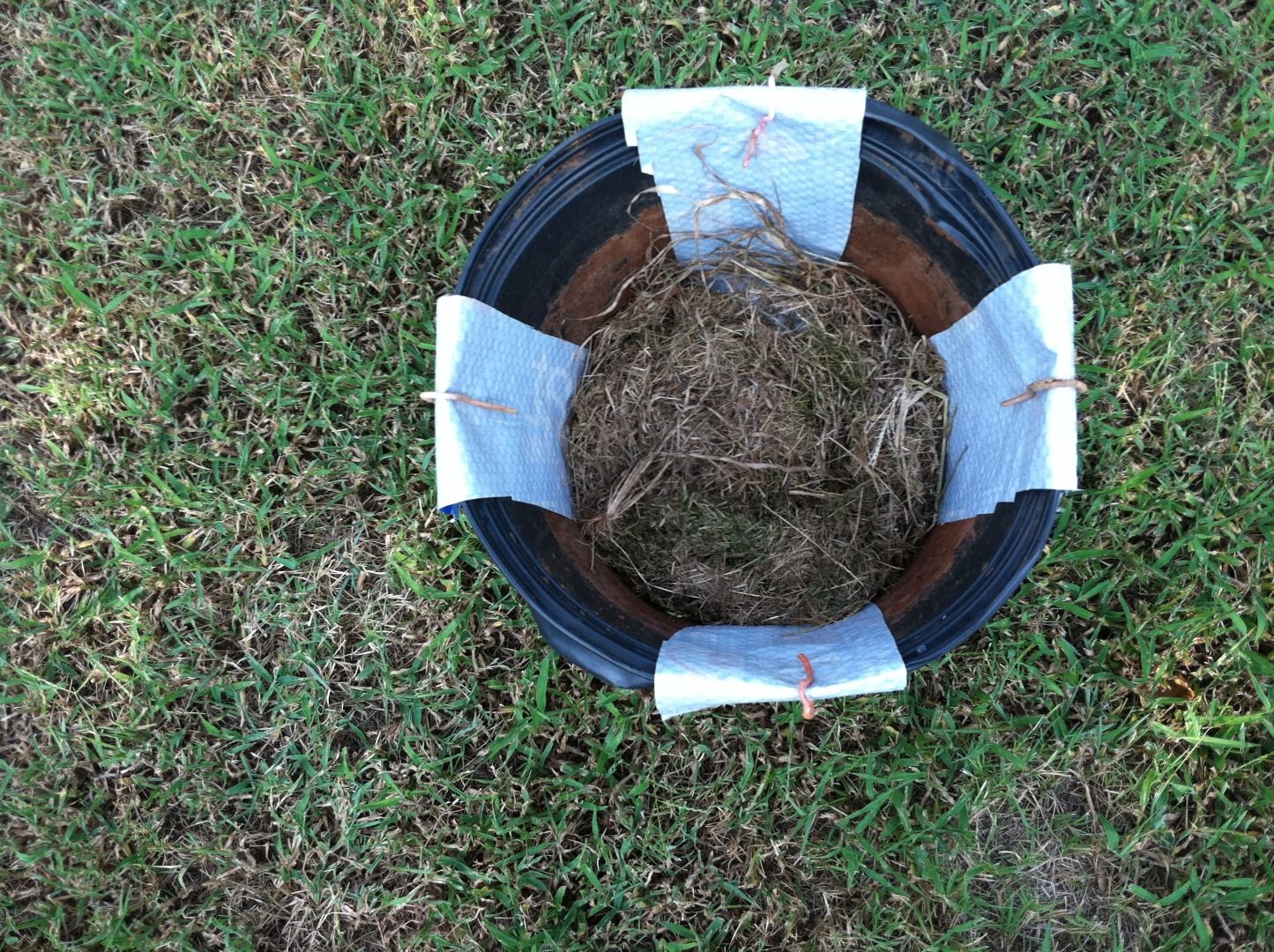 TRANSPLANTING PECAN TREES : 5 Steps (with Pictures) - Instructables