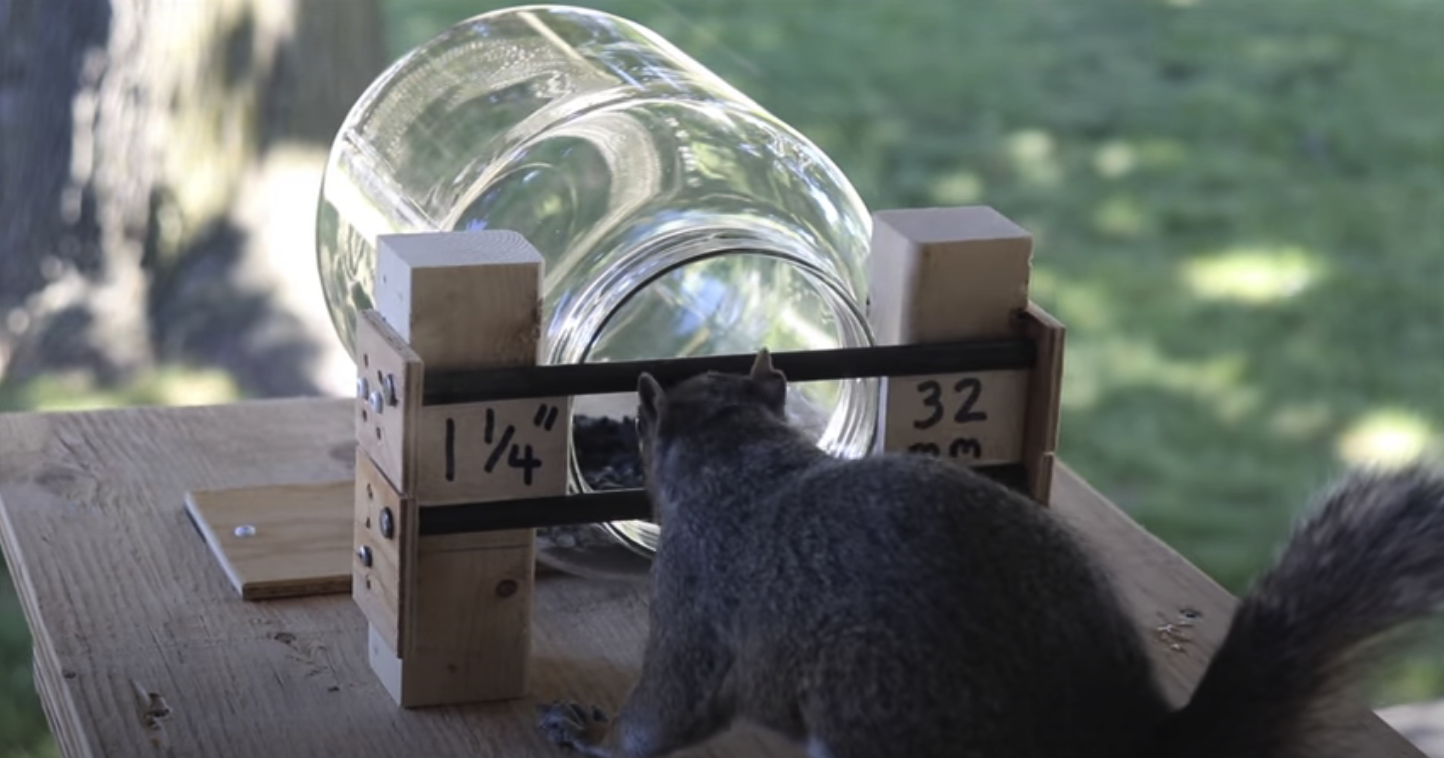 Squirrel Proof Bird Feeder Challenge : 43 Steps (with Pictures ...