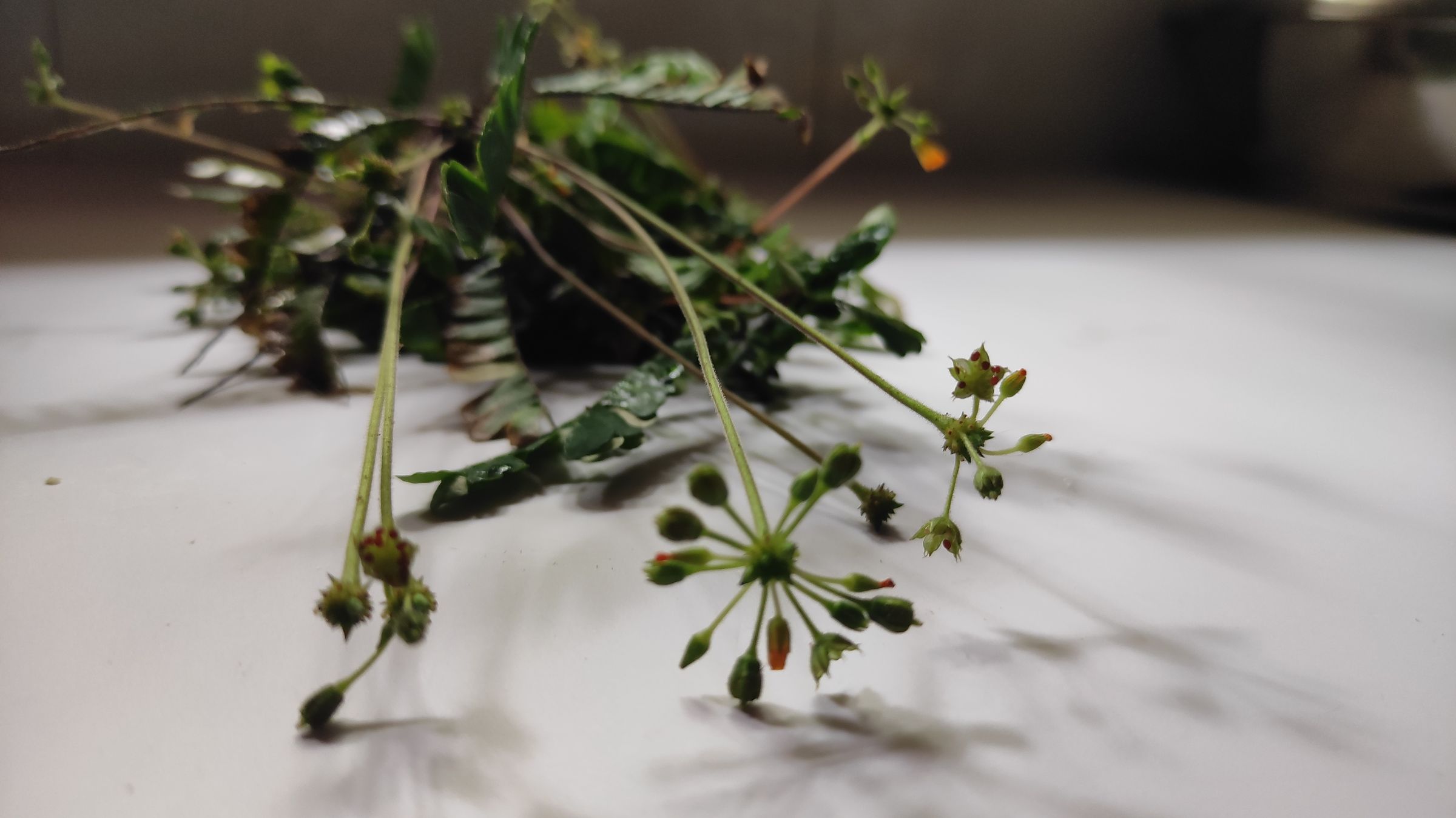 Mukkutti Leaf Pudding (Biophytum Sensitivum) : 7 Steps - Instructables