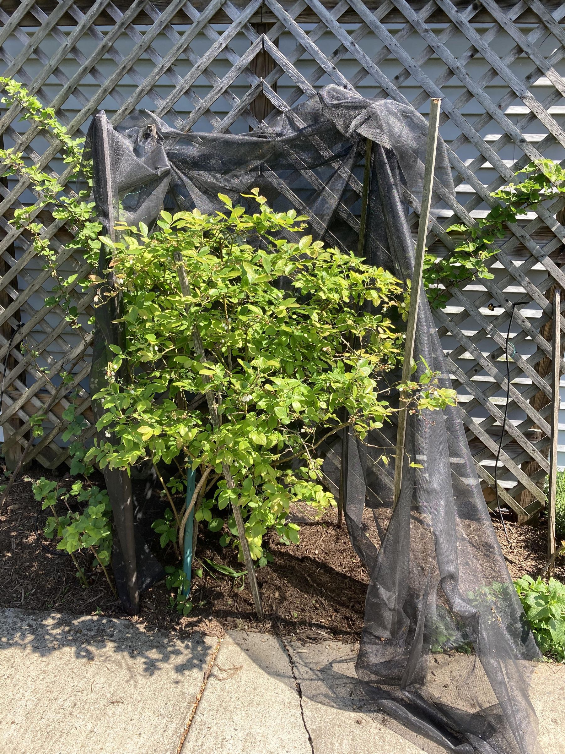 Blueberry Cage : 4 Steps (with Pictures) - Instructables