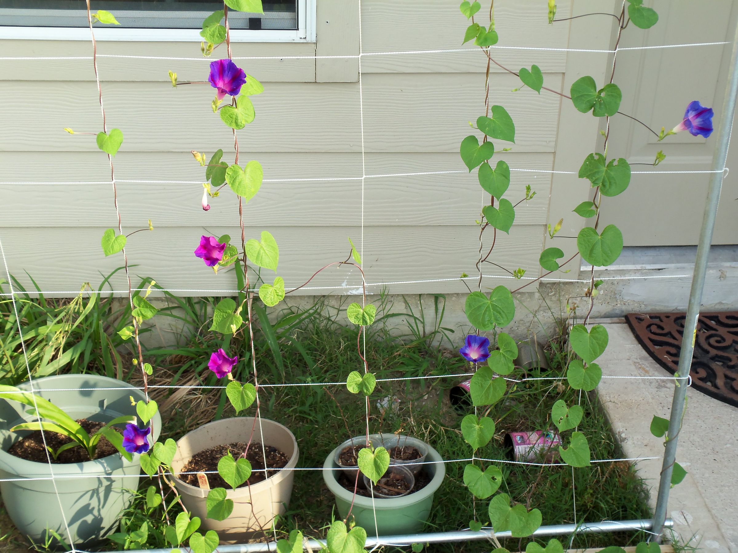 Apocalypse Garden/Backyard Beautification - Instructables