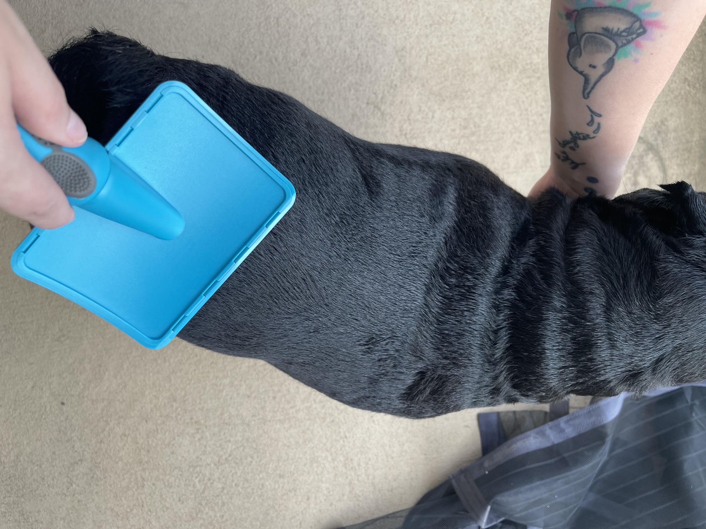 How to Groom Your Pug : 13 Steps (with Pictures) - Instructables