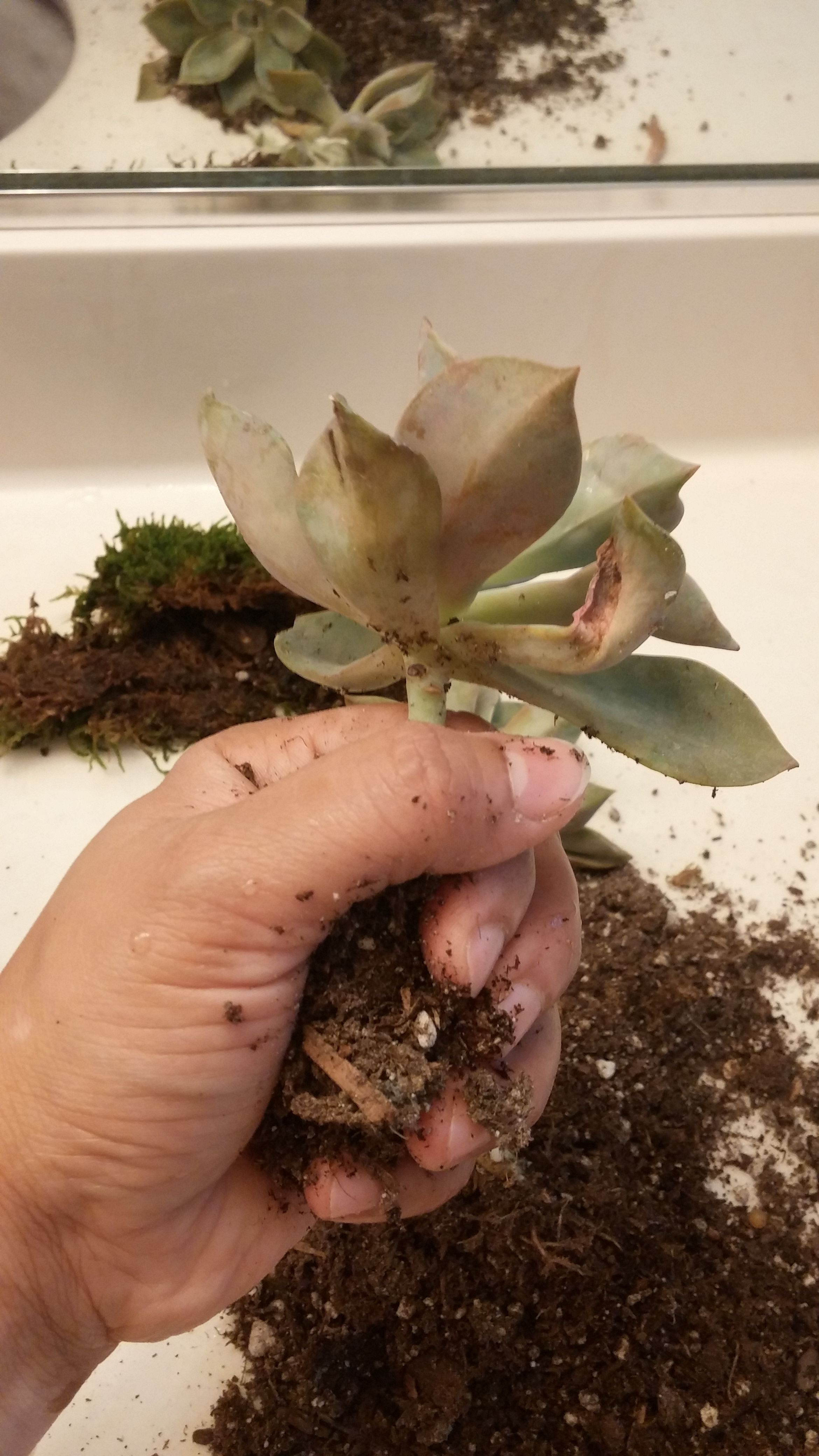 My String Garden : 3 Steps (with Pictures) - Instructables