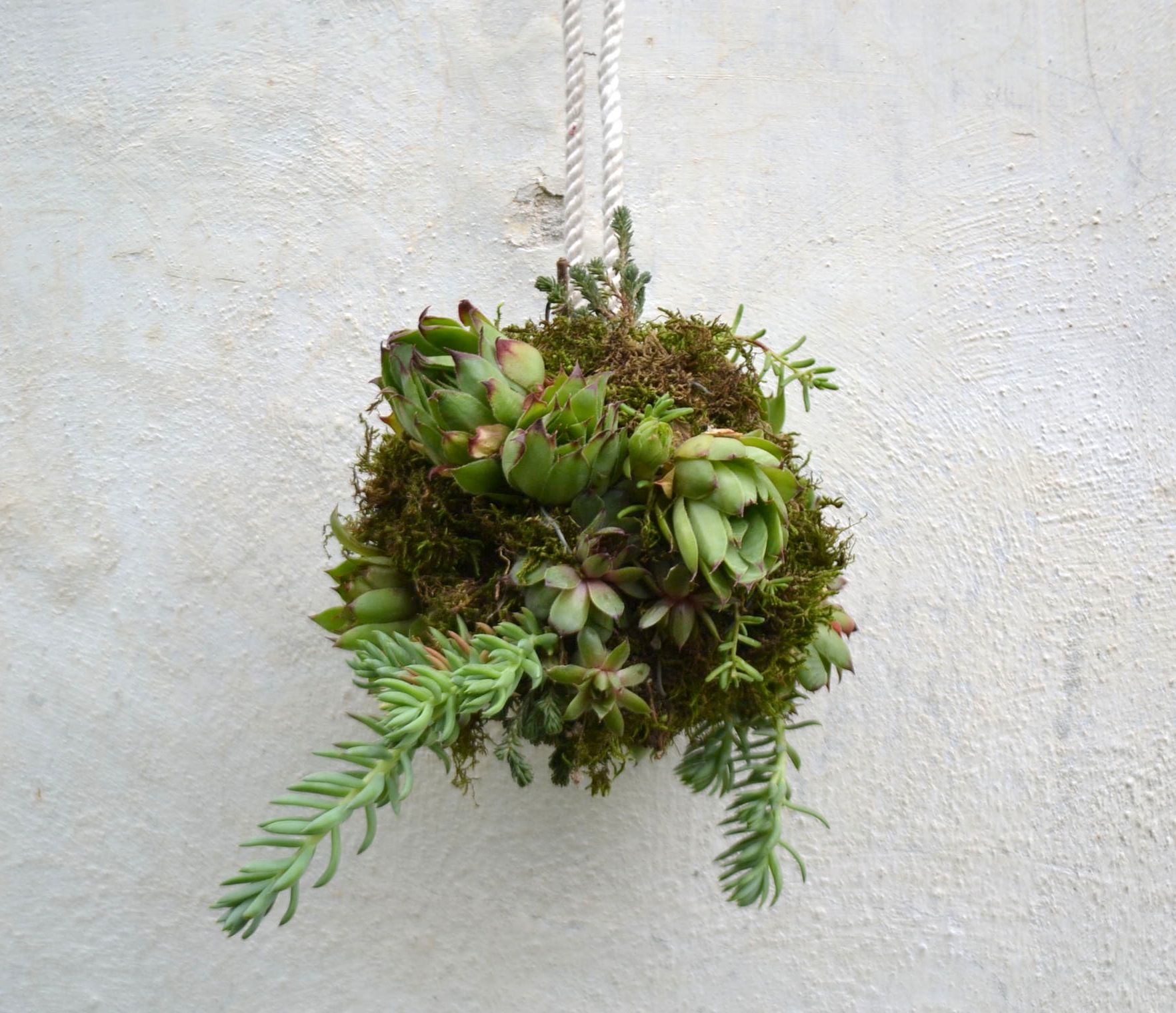 SUCCULENTS BALL : 8 Steps (with Pictures) - Instructables