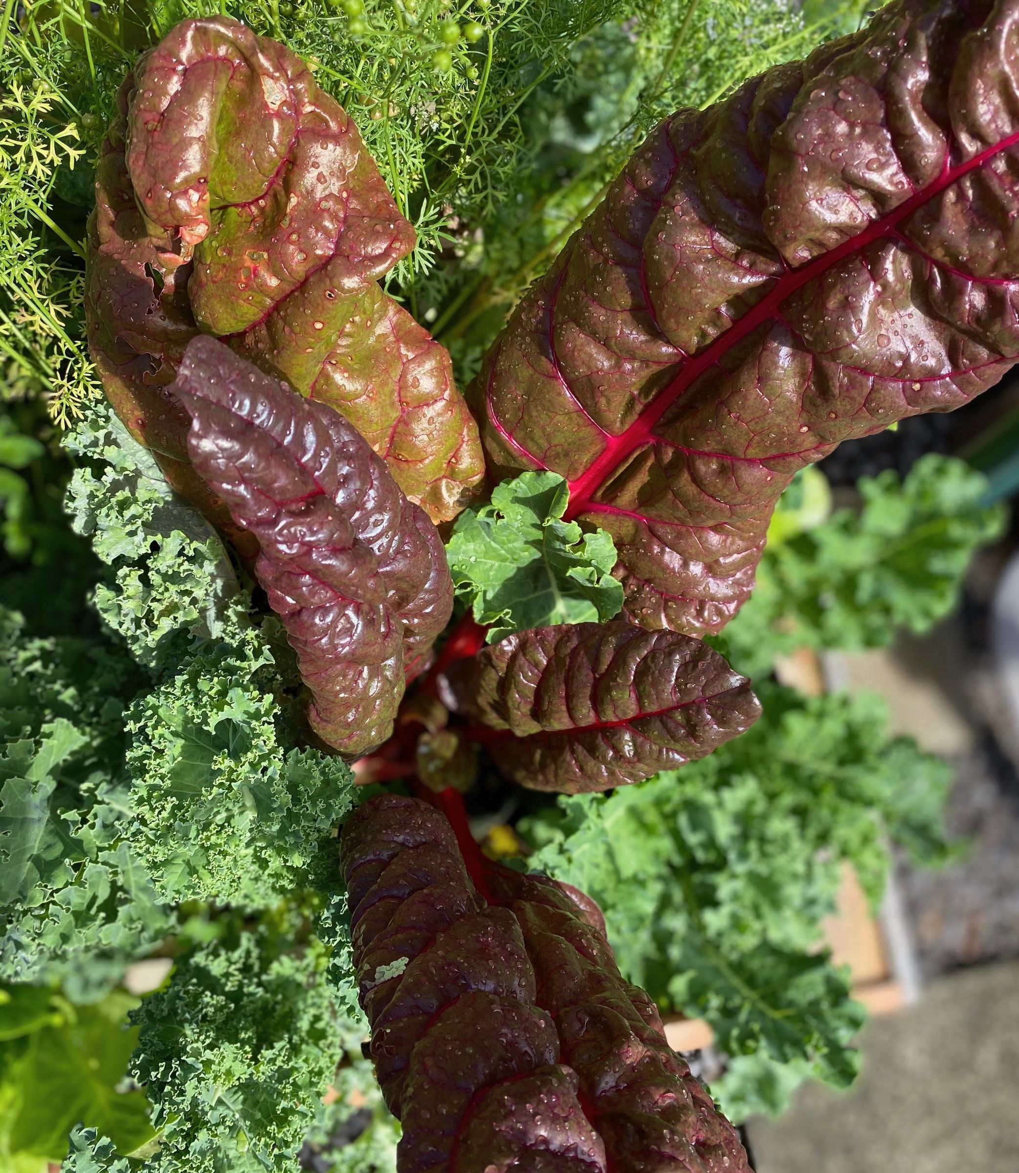 AC Inifinity Fabric Pot Base - Recirculating Hydroponic Upgrade : 11 ...
