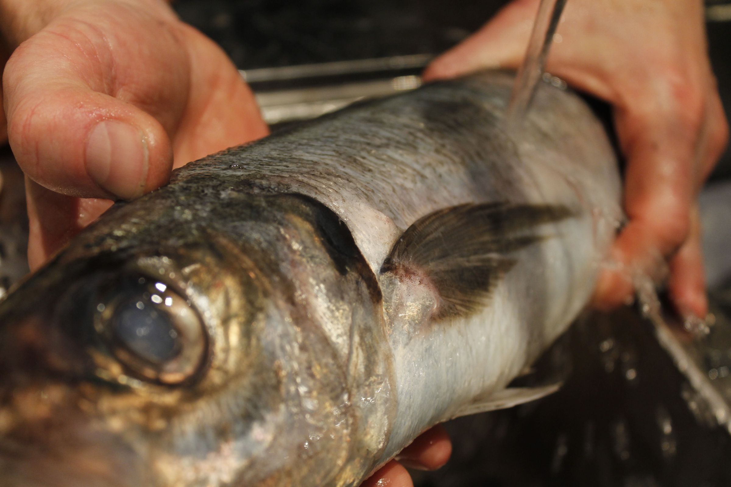 Preparing a Whole Fresh Fish : 7 Steps (with Pictures) - Instructables