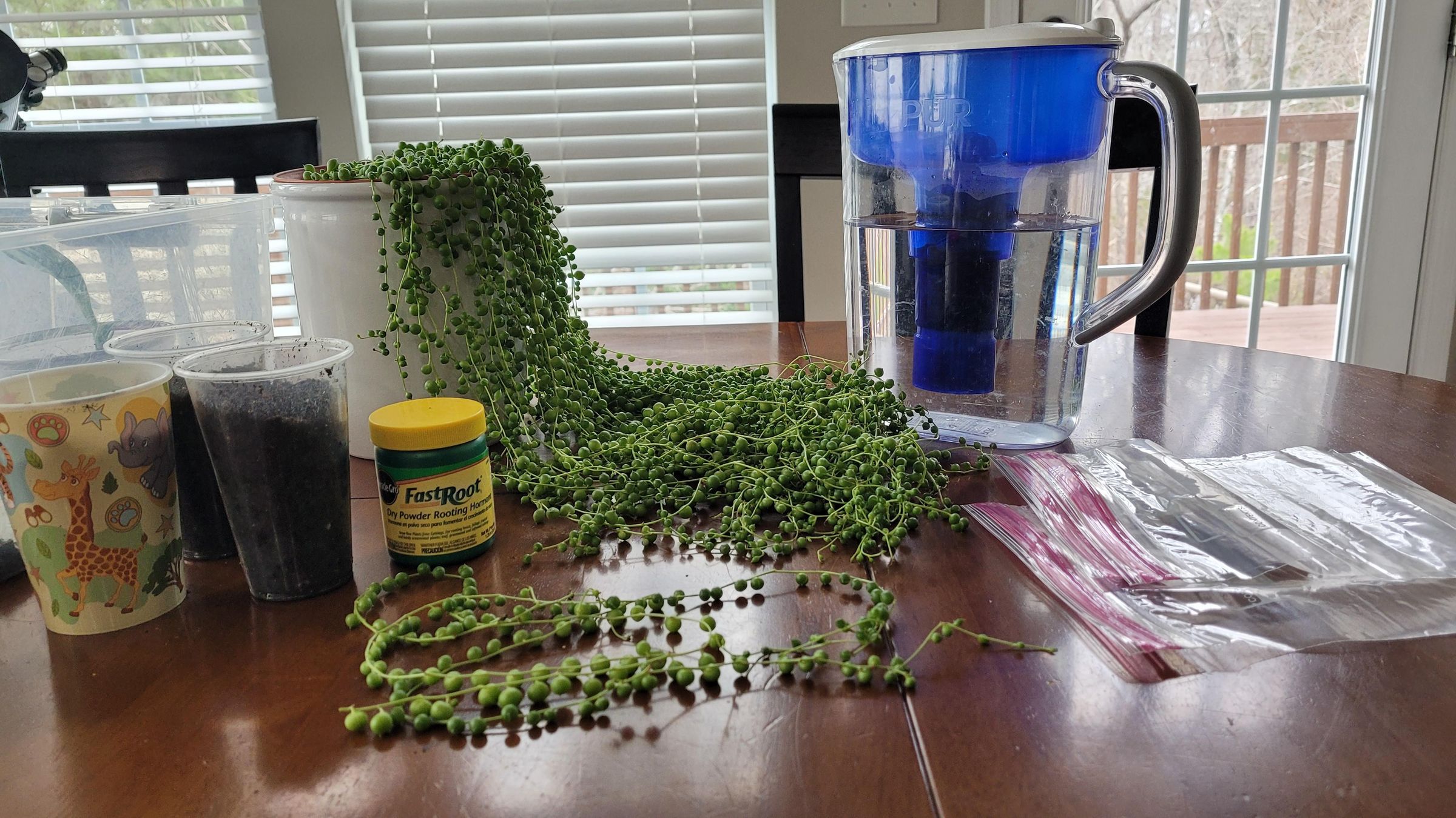 How to Propagate String-of-Pearls Plant : 5 Steps (with Pictures ...