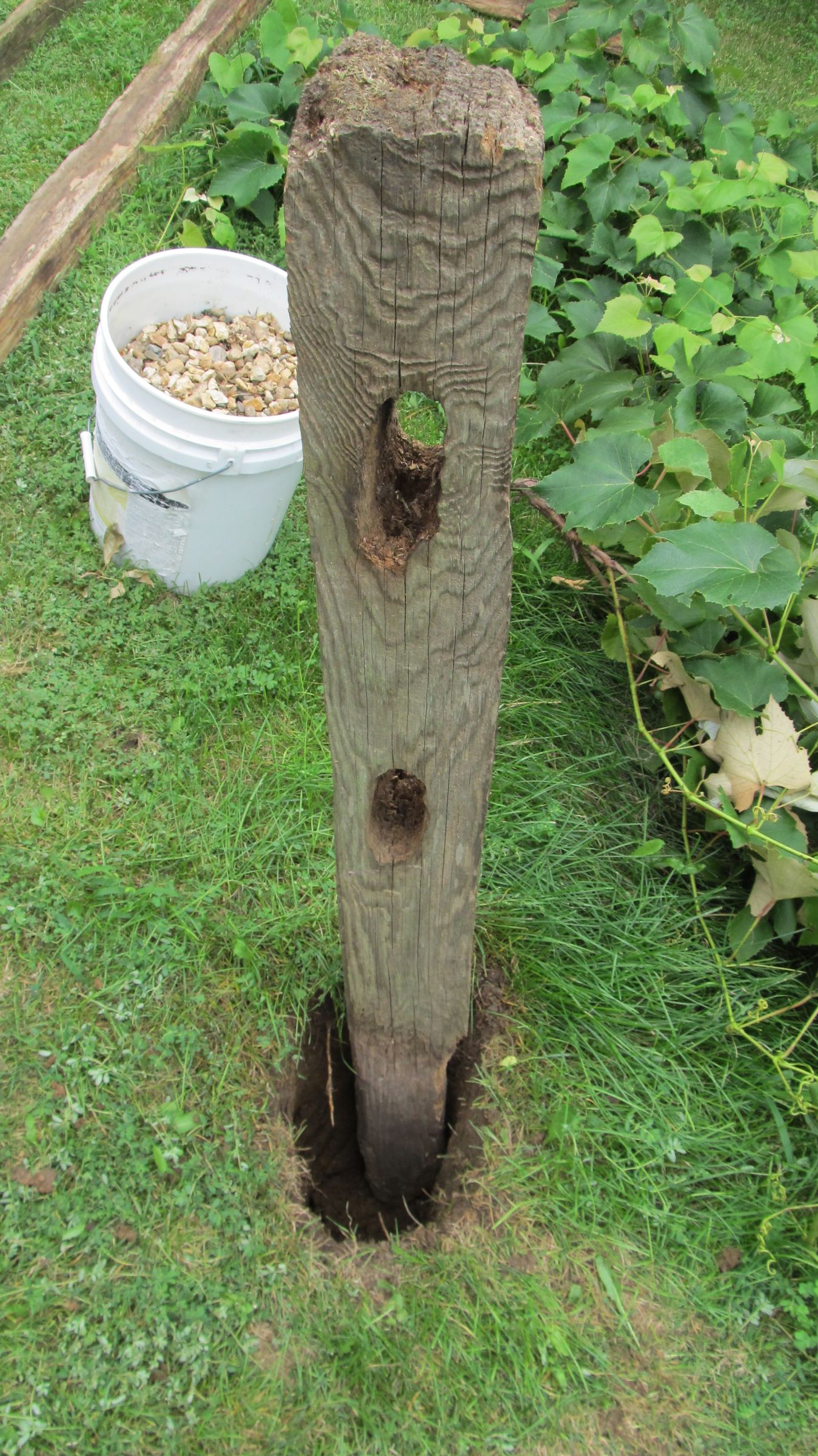 Grape Vine Trellis From a Salvaged Split-Rail Fence : 7 Steps (with ...