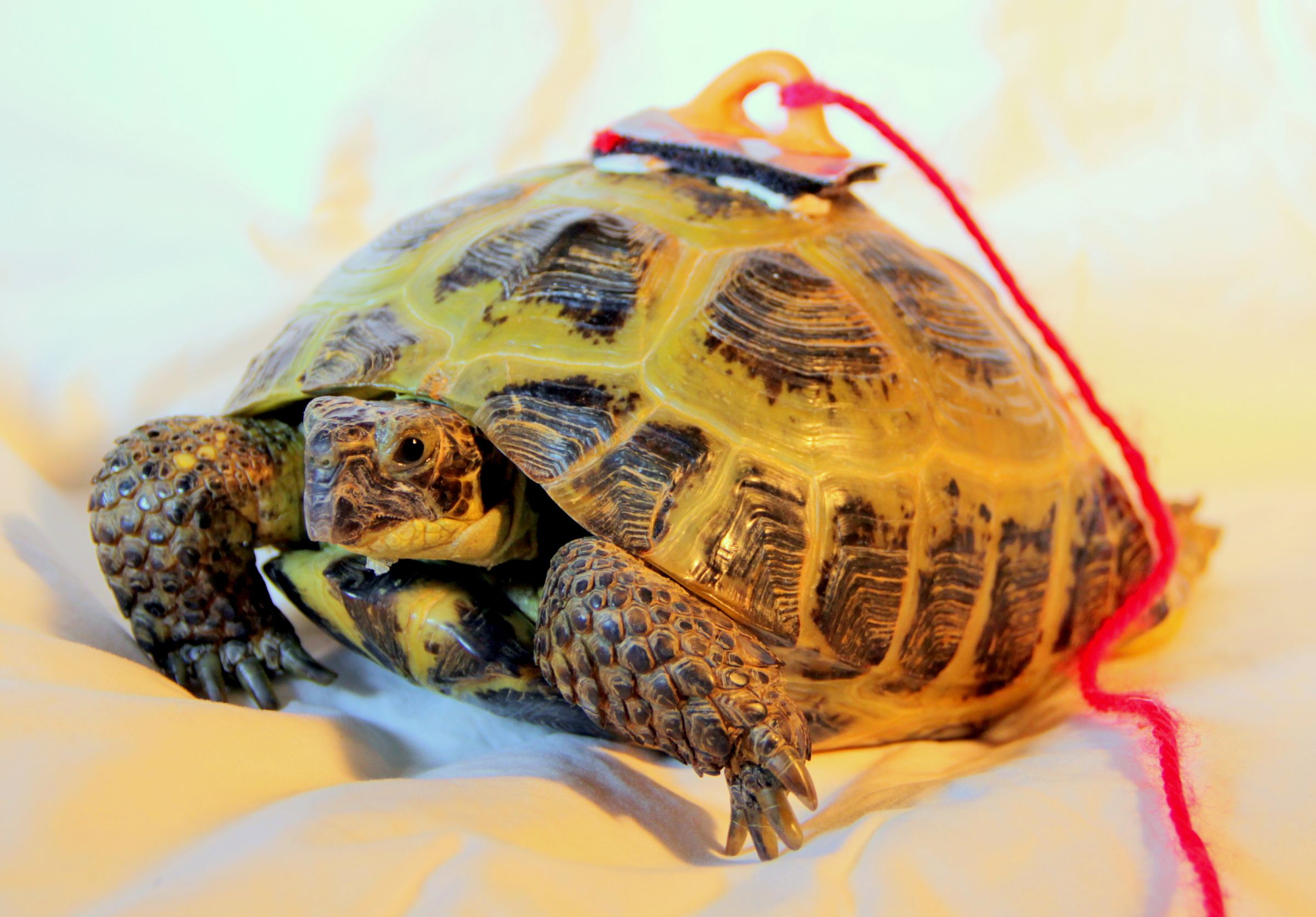 Tortoise Tracker (Analogue Version) : 5 Steps (with Pictures ...