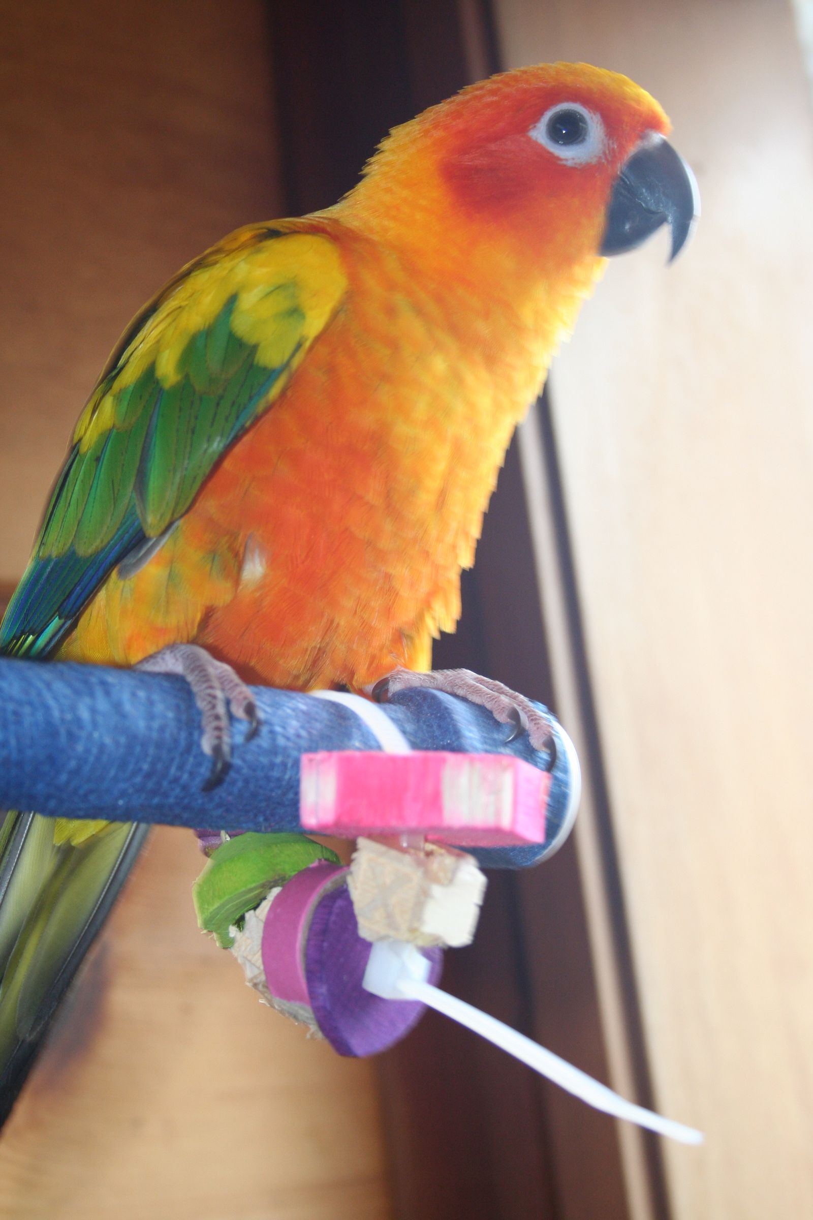 Enrichment for Captive Birds - PVC Perch/Play Stand : 7 Steps ...