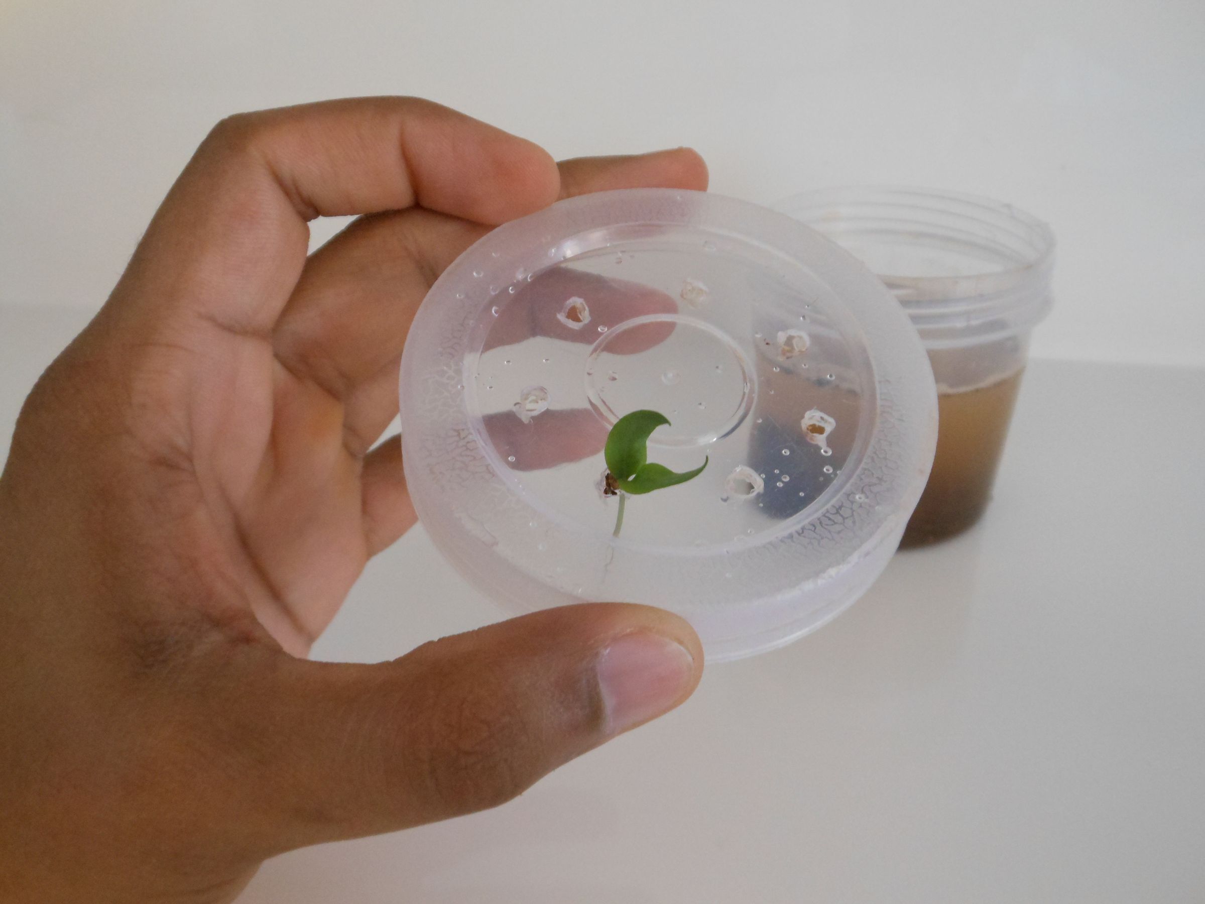 Desktop Plant - Instructables