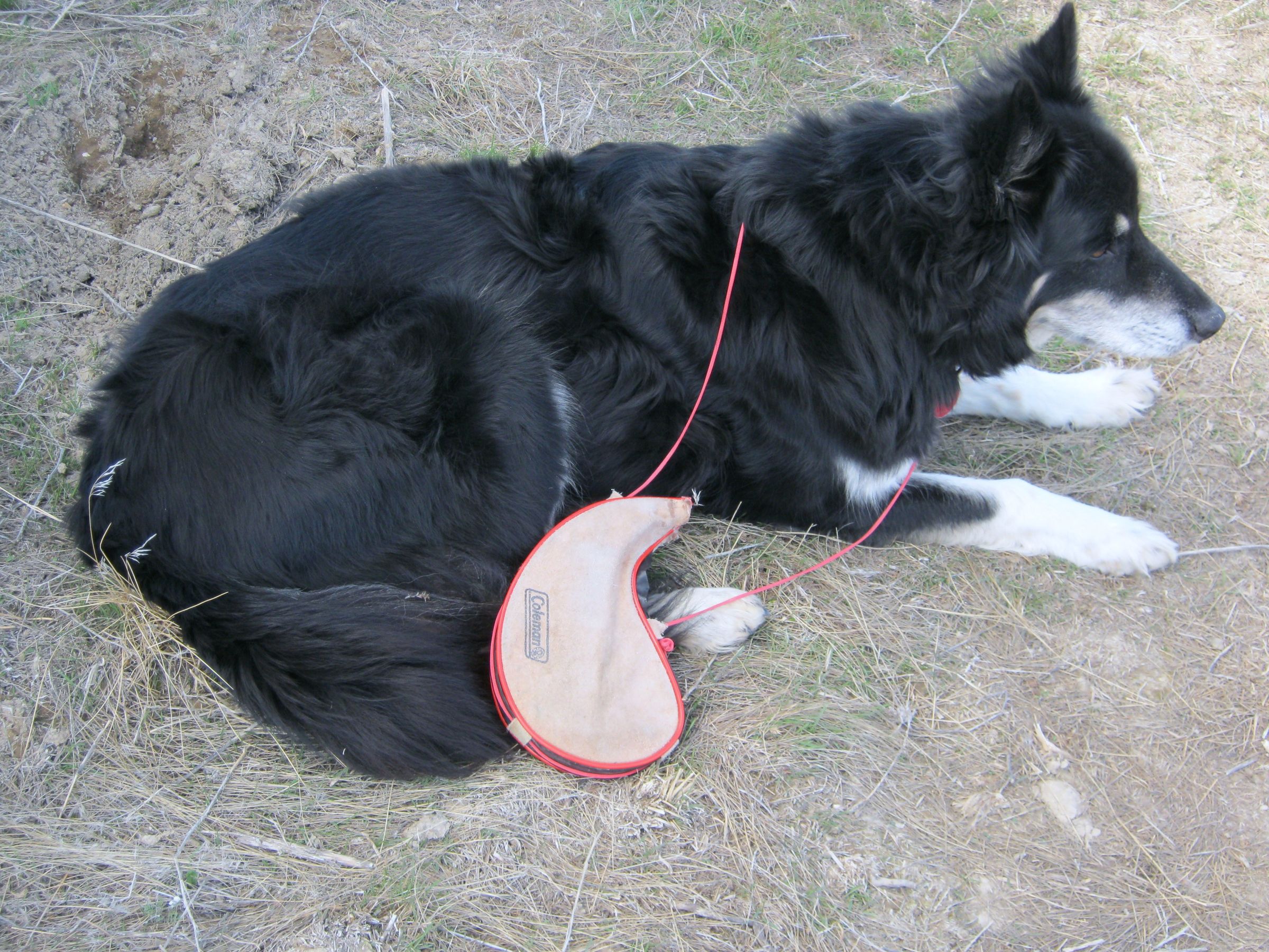 WalkingDog-Water - Instructables
