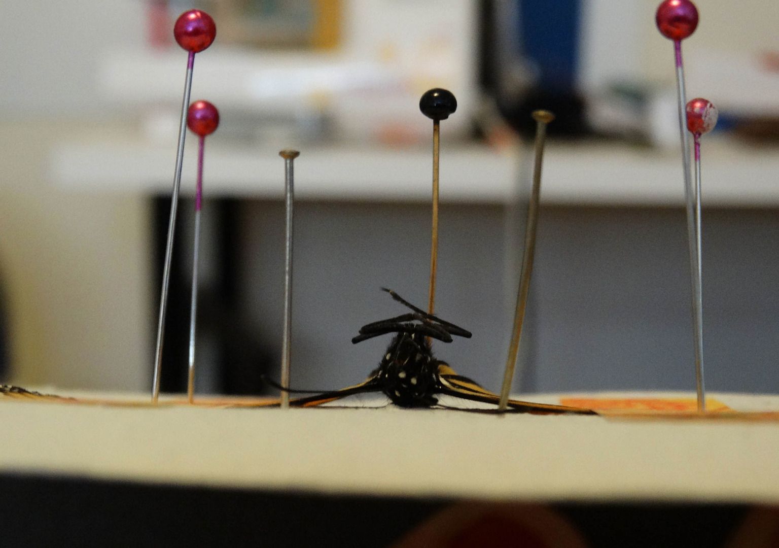 Preparing and Gilding a Real Insect : 10 Steps (with Pictures ...