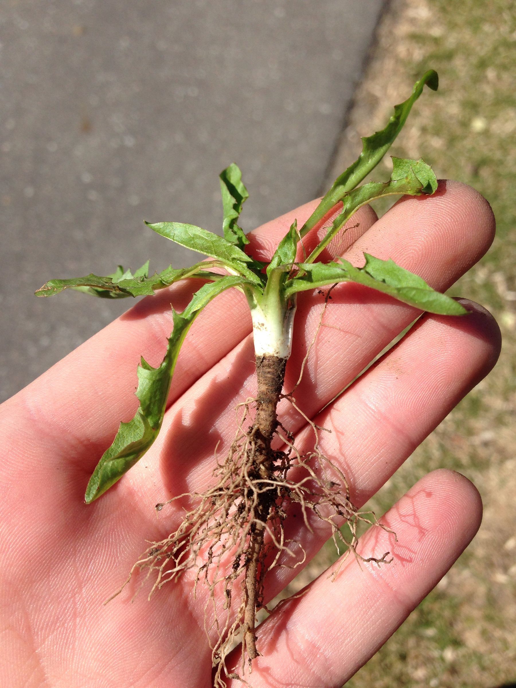 The Edible Plant Test : 8 Steps (with Pictures) - Instructables