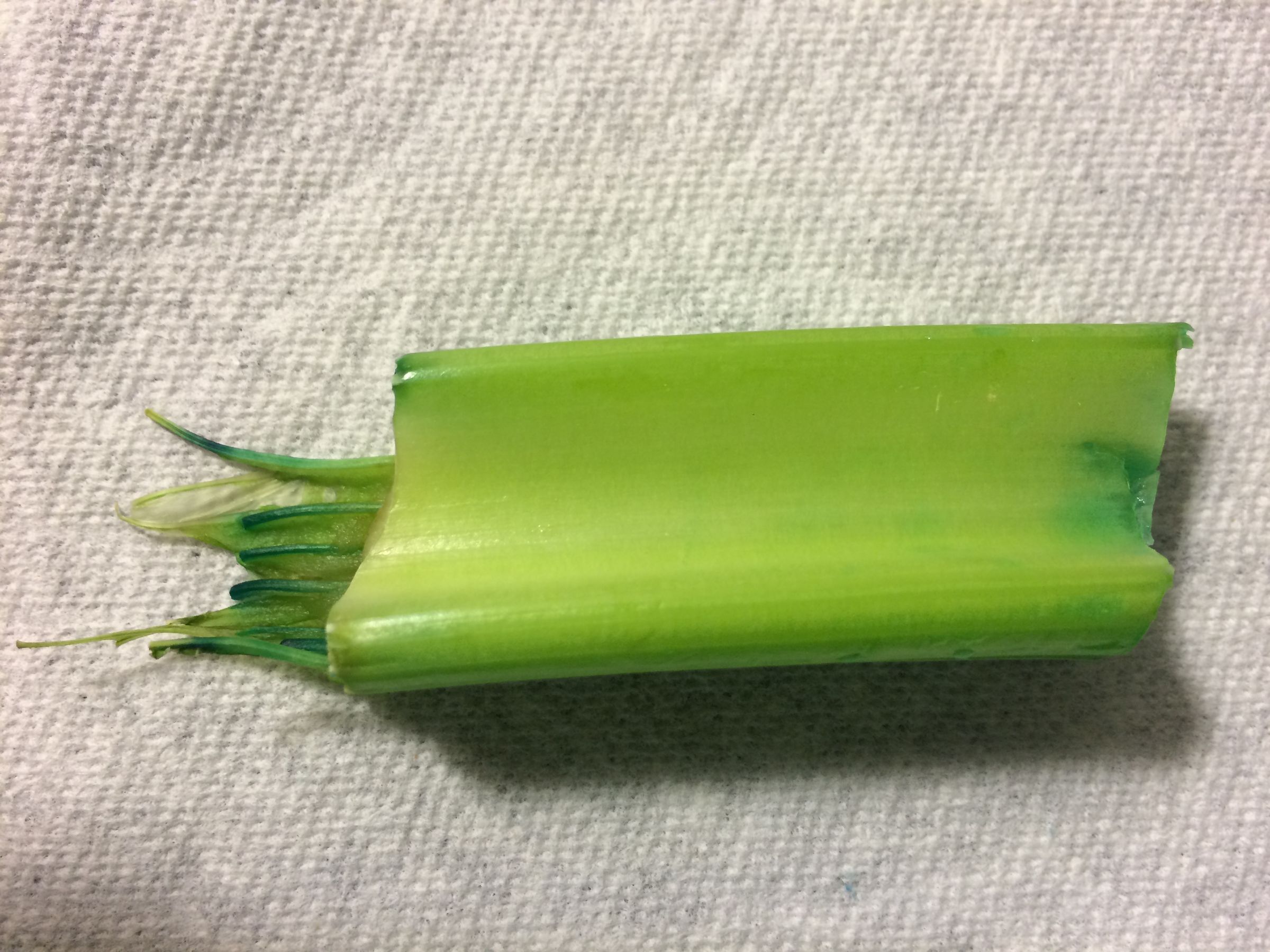 Capillary Action Celery