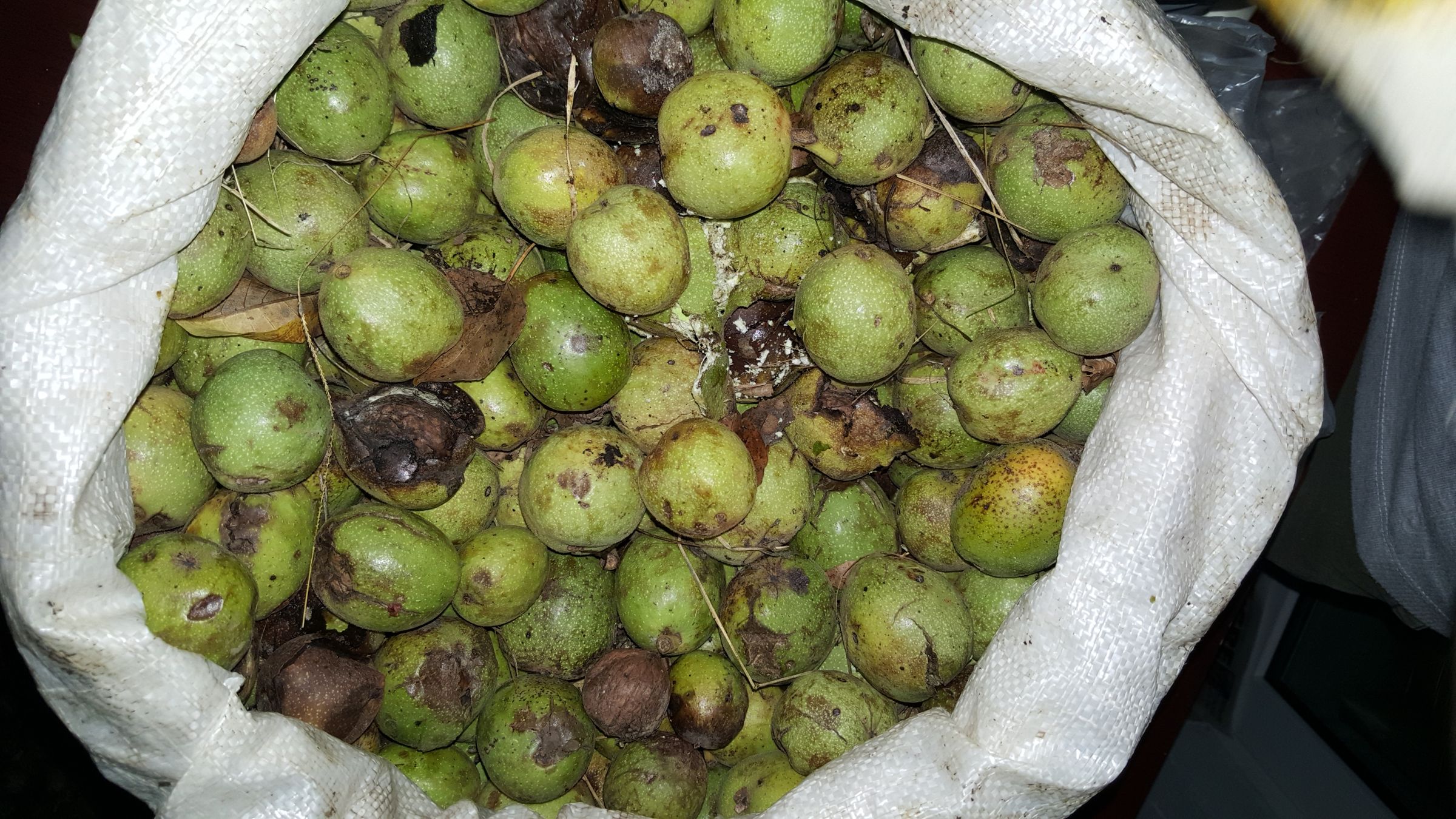 How to Extract Walnut : 6 Steps (with Pictures) - Instructables