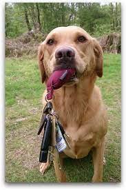 How to Train Your Dog to Find Your Keys : 6 Steps - Instructables