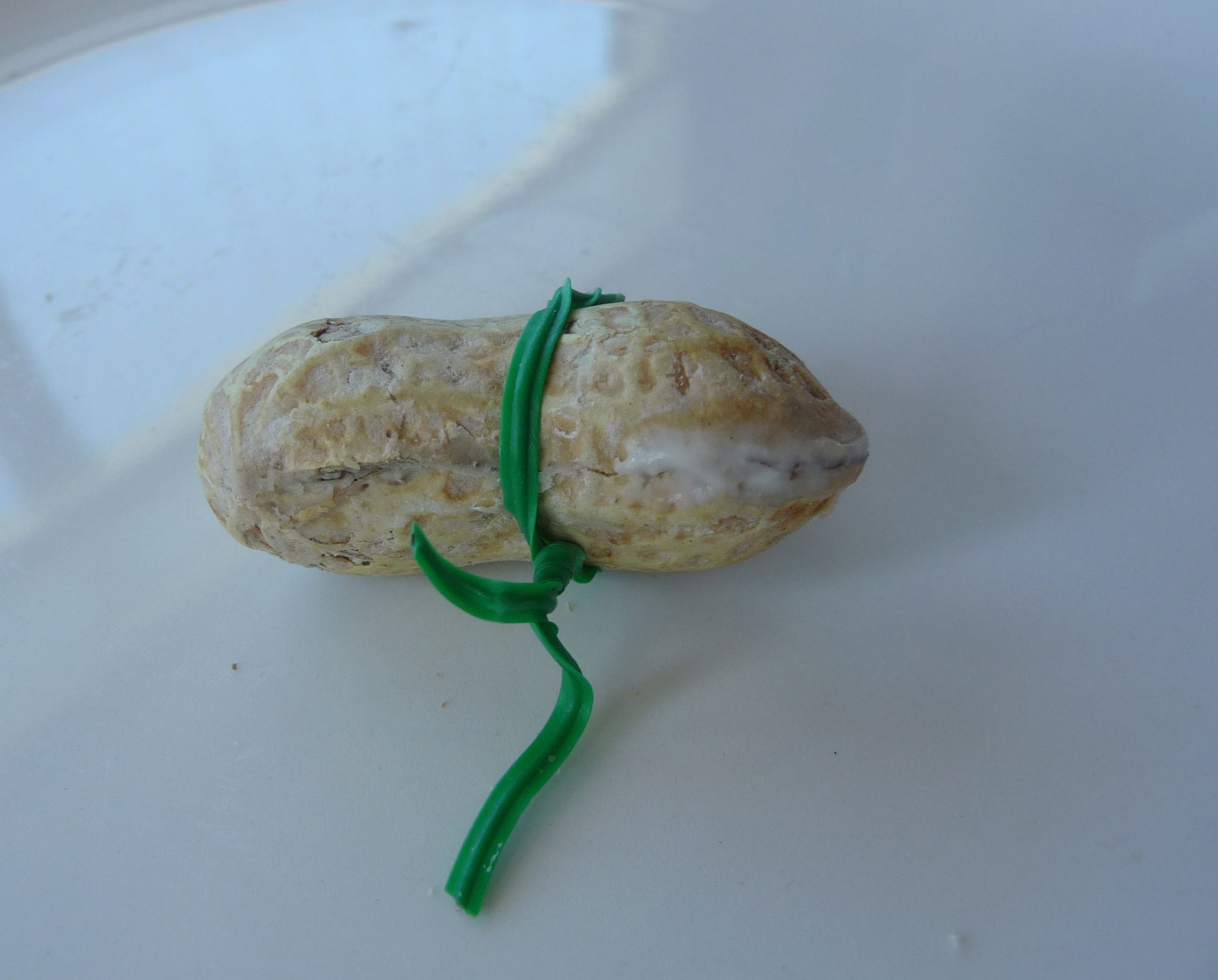 Pocket-Sized ~ the Meanest (FEAR FACTOR) Peanut Prank Ever! - Instructables