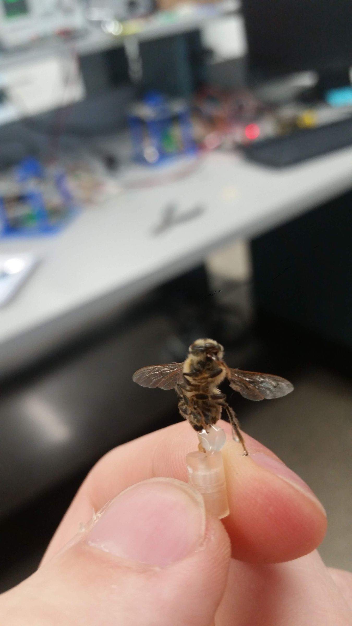 LadyBug: a Motorized Microscope and 3D Scanner for Very Small Things ...