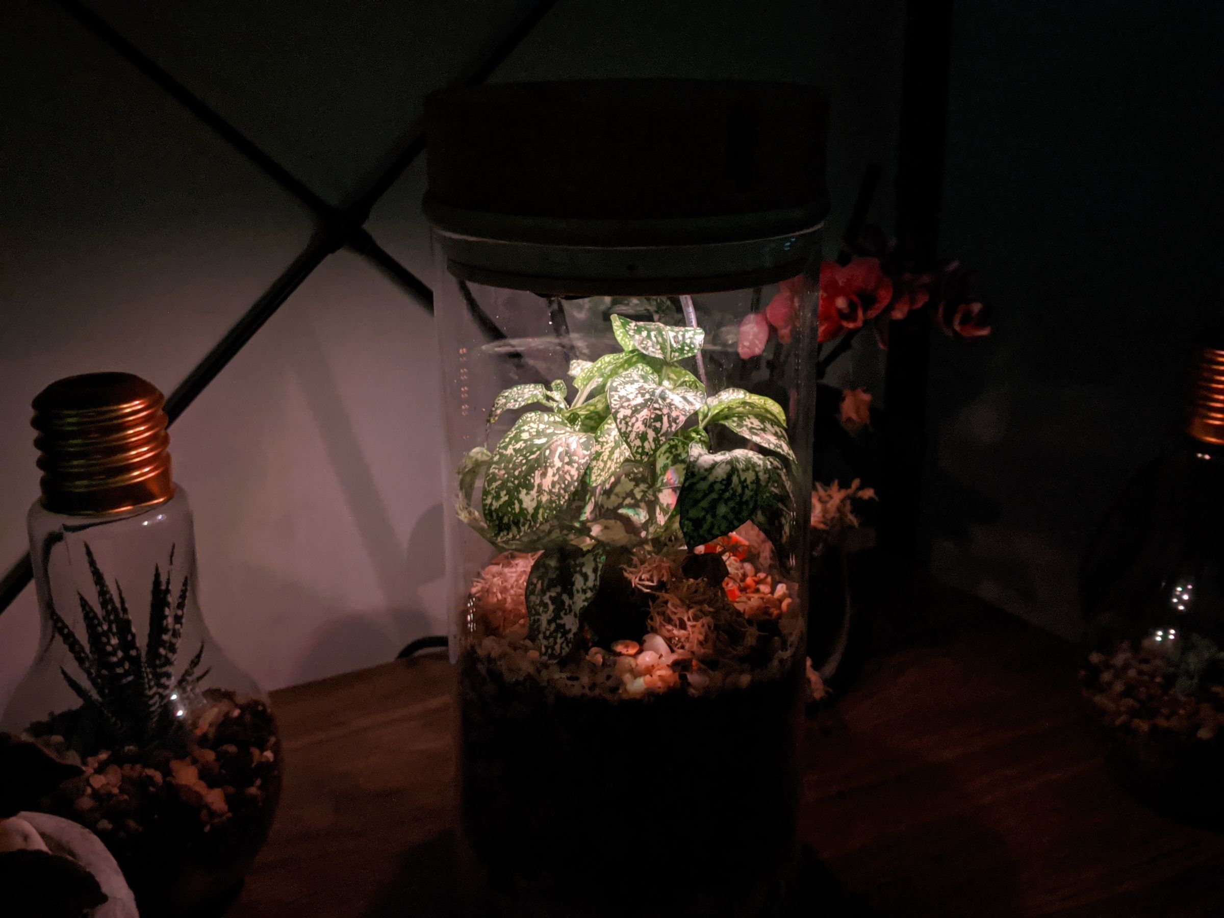 IoT-Terrarium : 6 Steps (with Pictures) - Instructables
