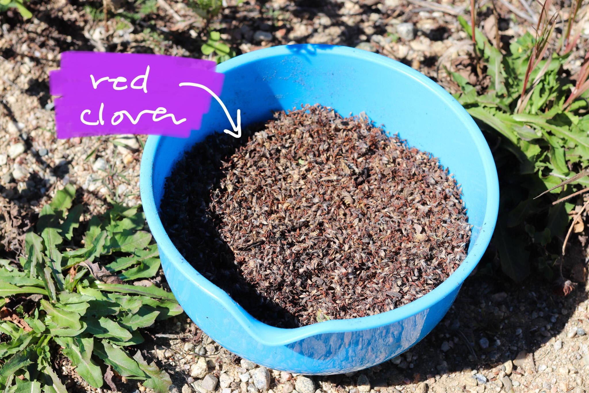 How to Gather Wildflower Seeds : 7 Steps (with Pictures) - Instructables