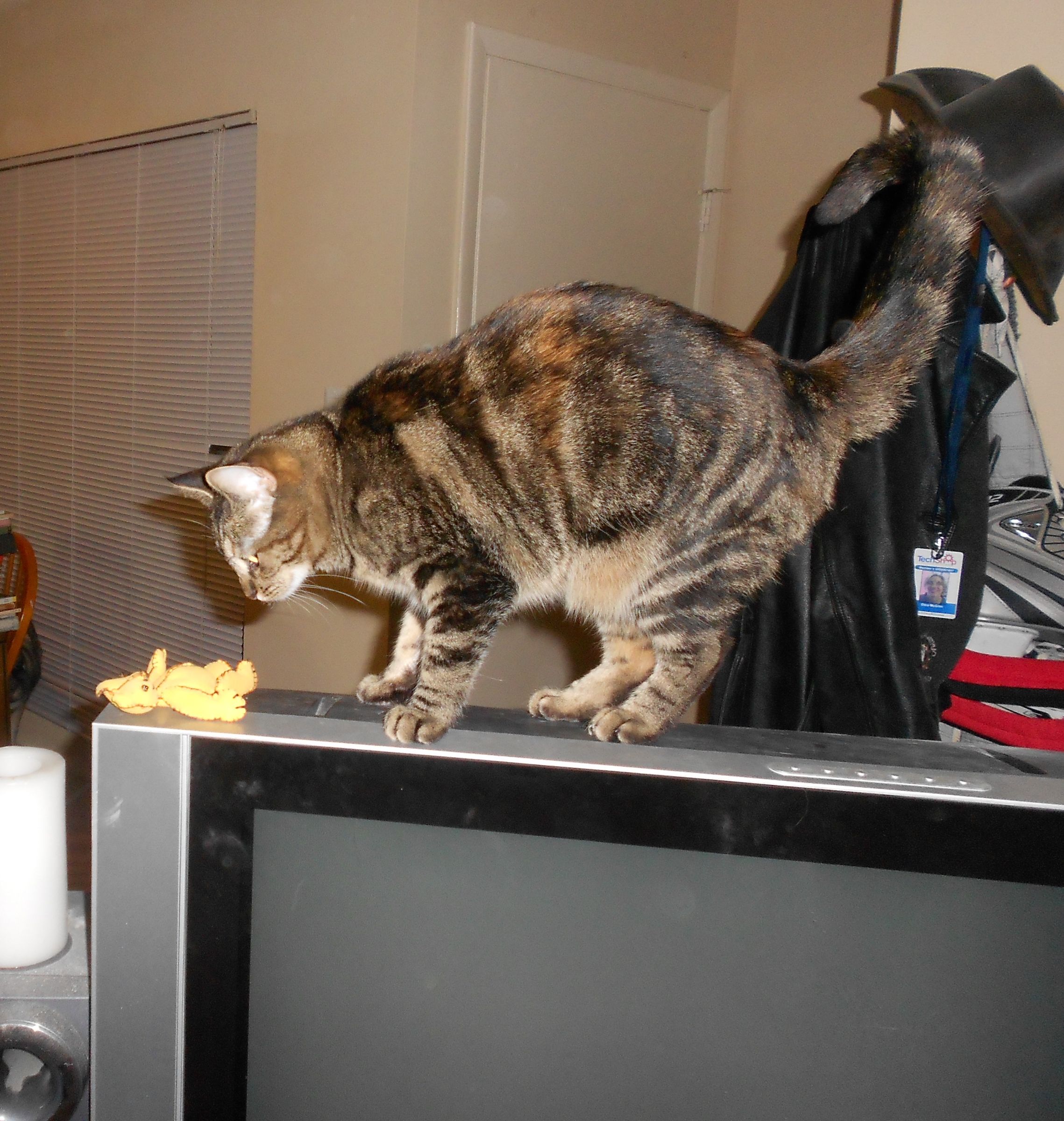 How-to-make a Zombie Mouse Toy : 19 Steps (with Pictures) - Instructables