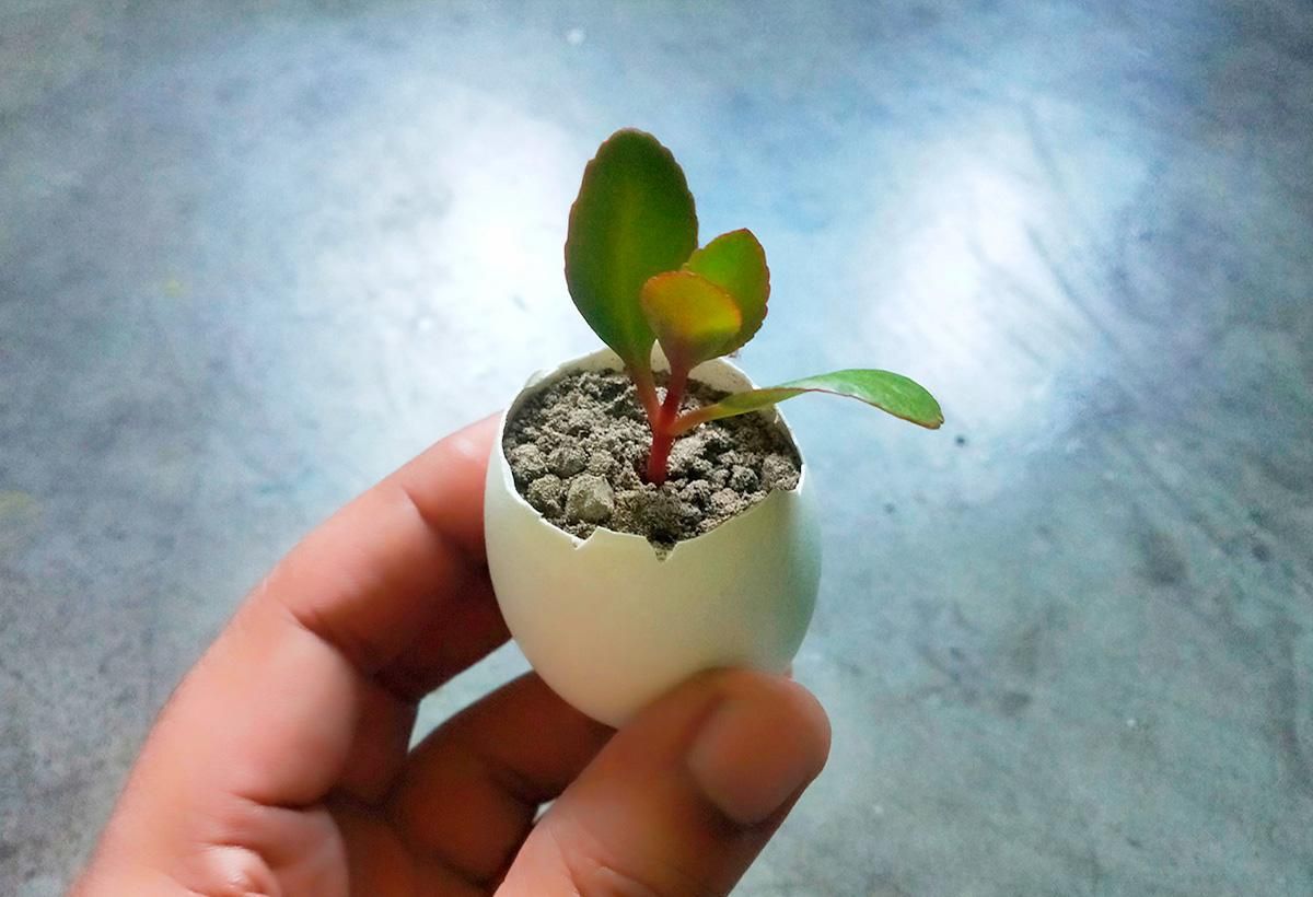 Egg Shell Planter | Gardening : 5 Steps (with Pictures) - Instructables