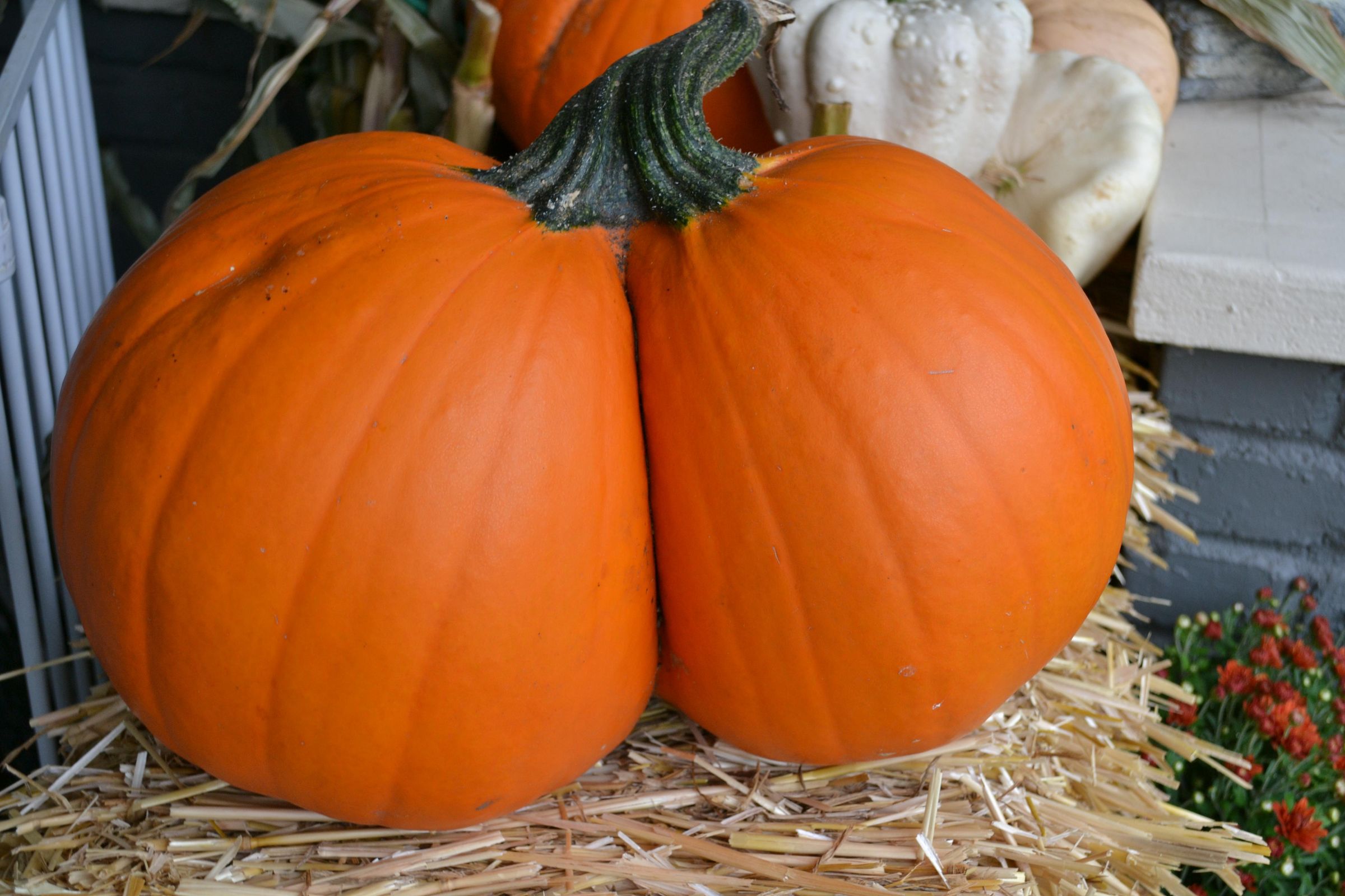 What Does a Rumpkin at Work Look Like? : 3 Steps (with Pictures ...