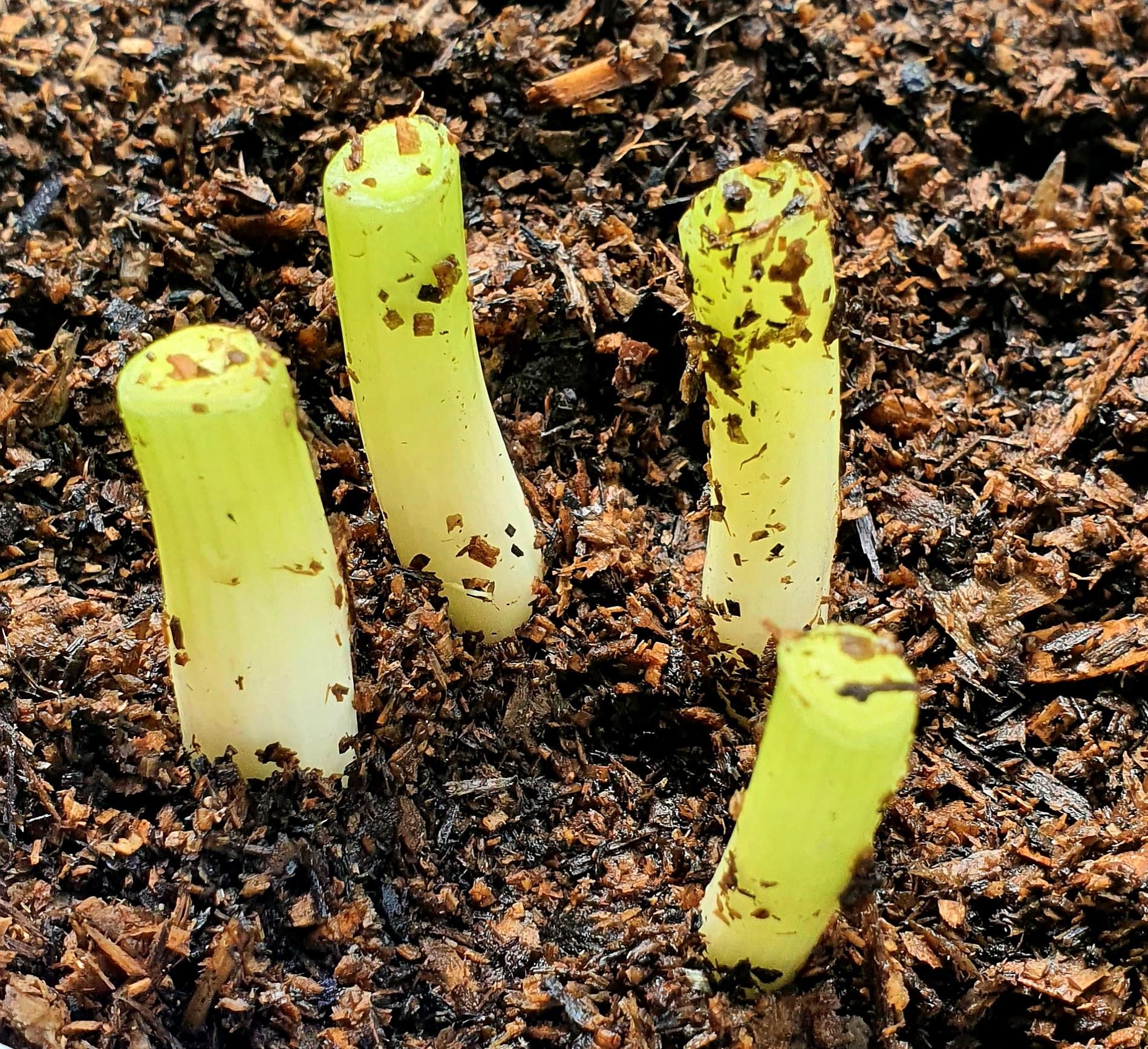 Re-growing Spring Onions : 8 Steps (with Pictures) - Instructables