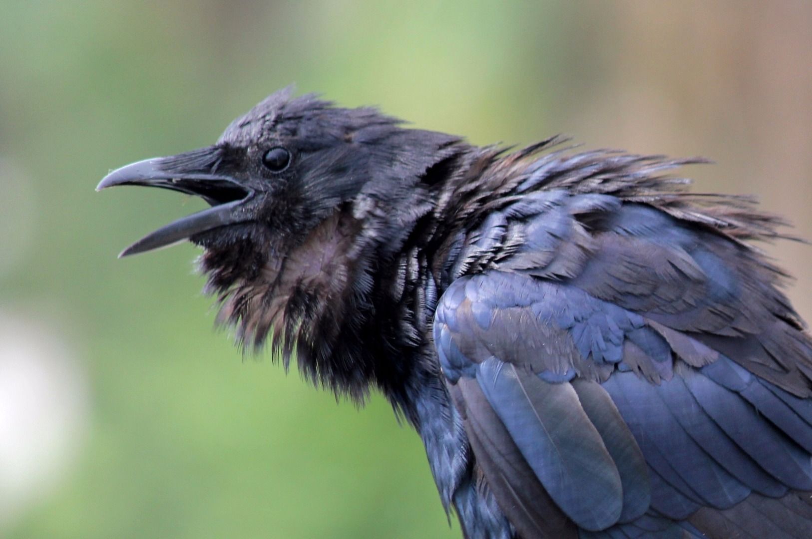 Shooting Birds on the Fly (with a Camera) : 6 Steps (with Pictures ...