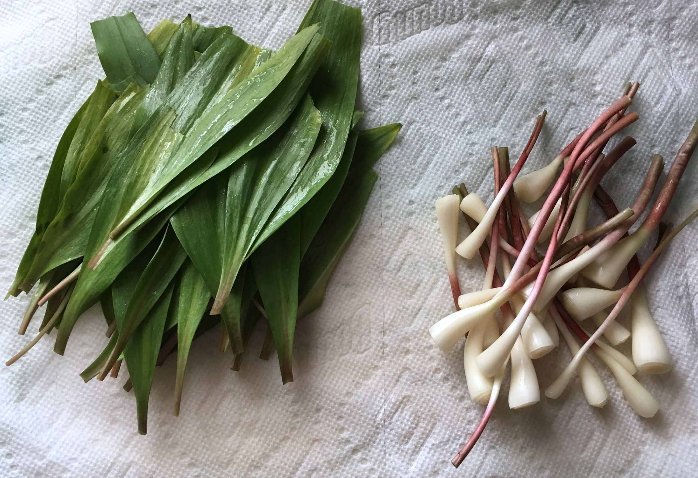 Ramp Pesto and Basil Ramp Pesto : 4 Steps (with Pictures) - Instructables