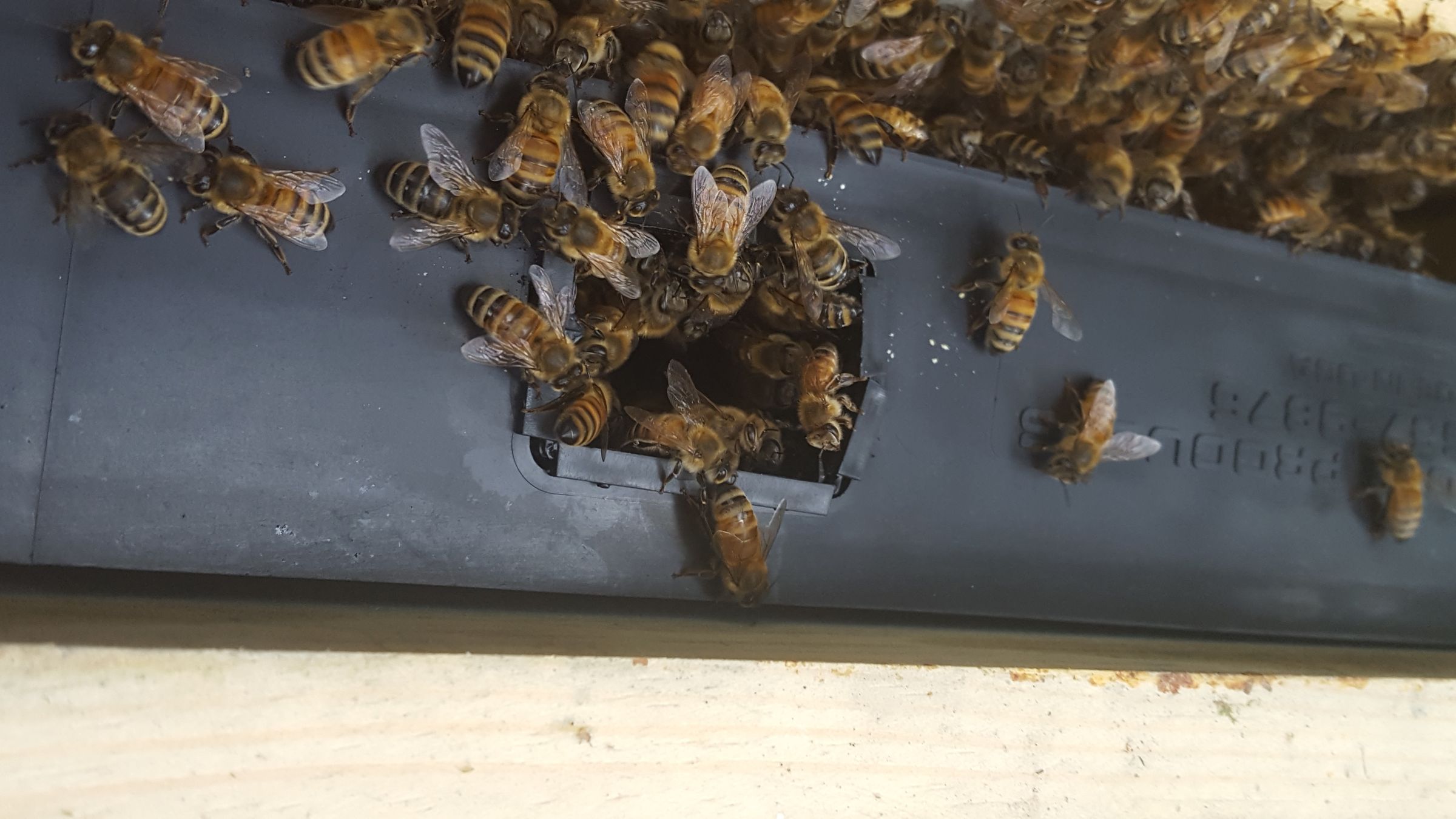 Honey Bee Syrup (with Pictures) - Instructables