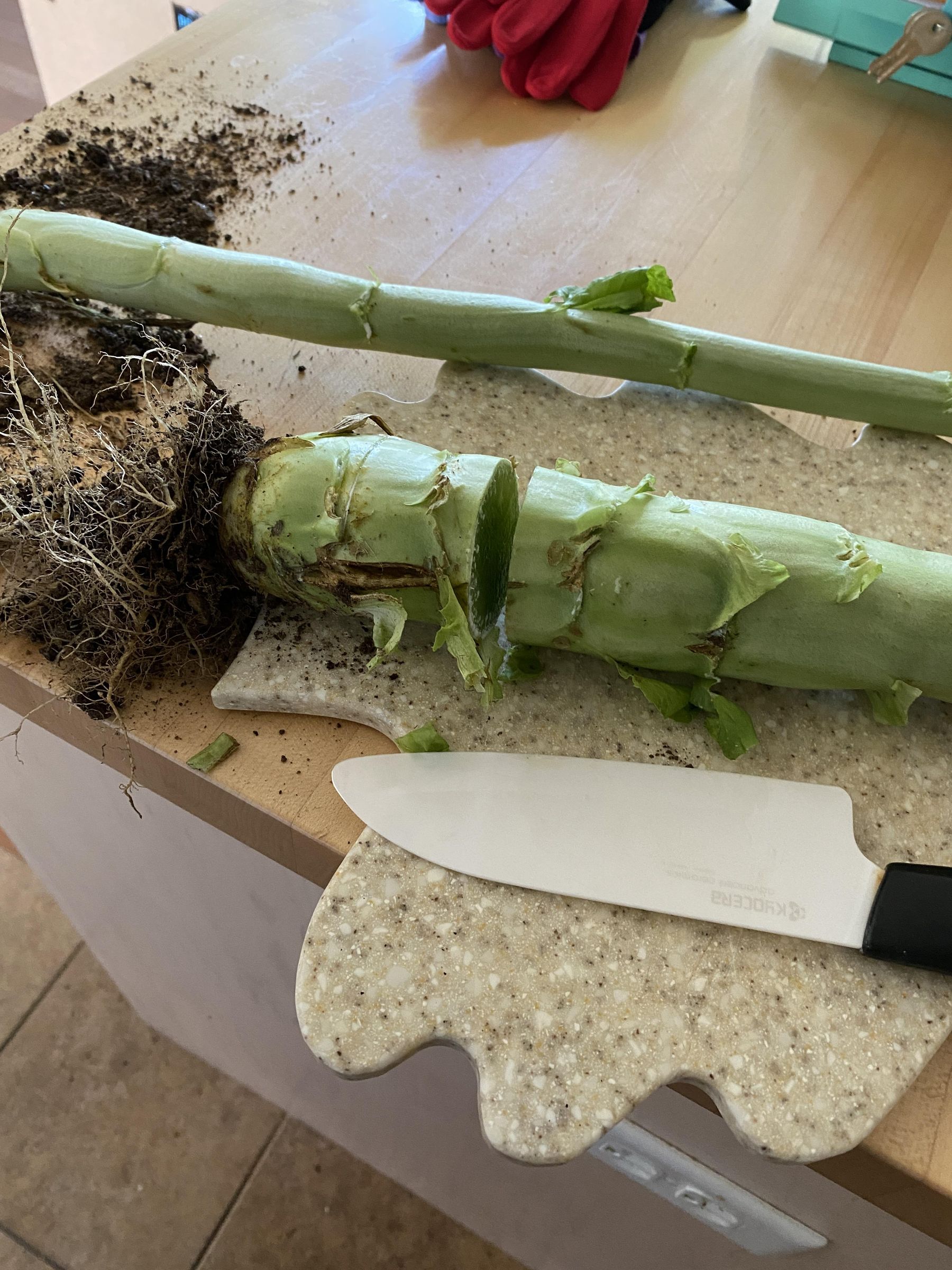 Celtuce Salad : 4 Steps (with Pictures) - Instructables