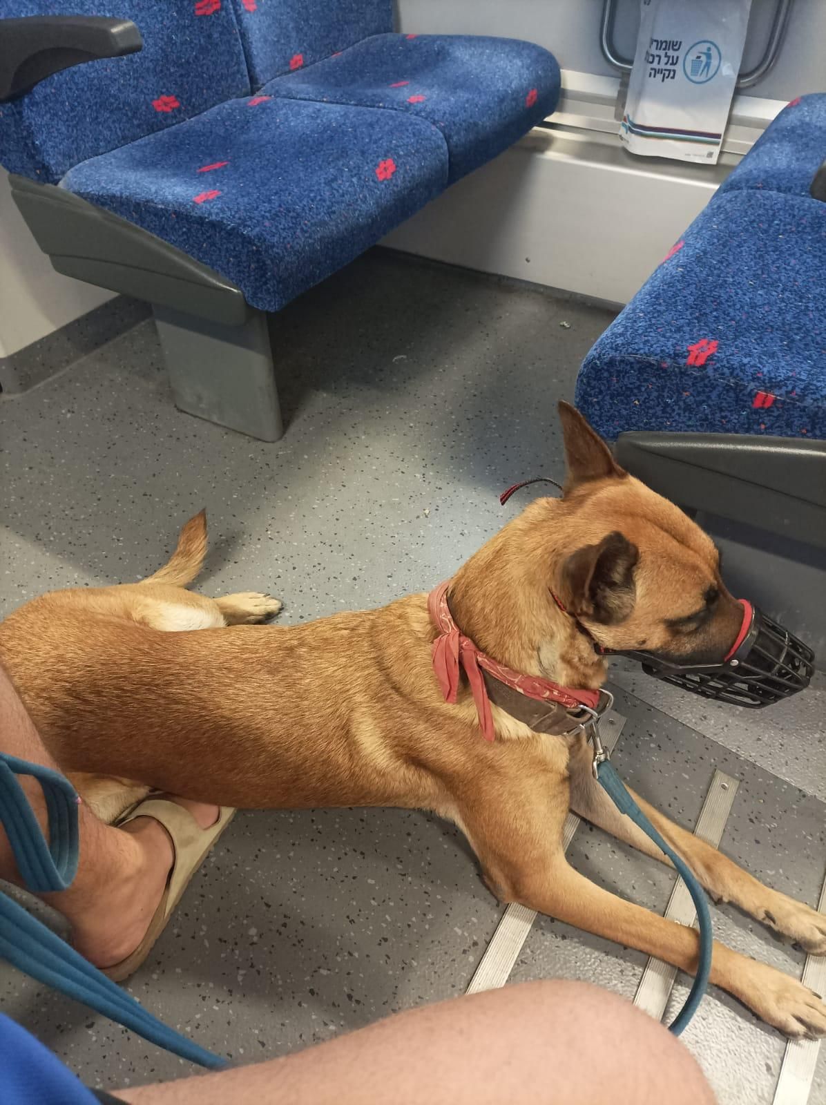 How to Raise a Dog : 5 Steps - Instructables