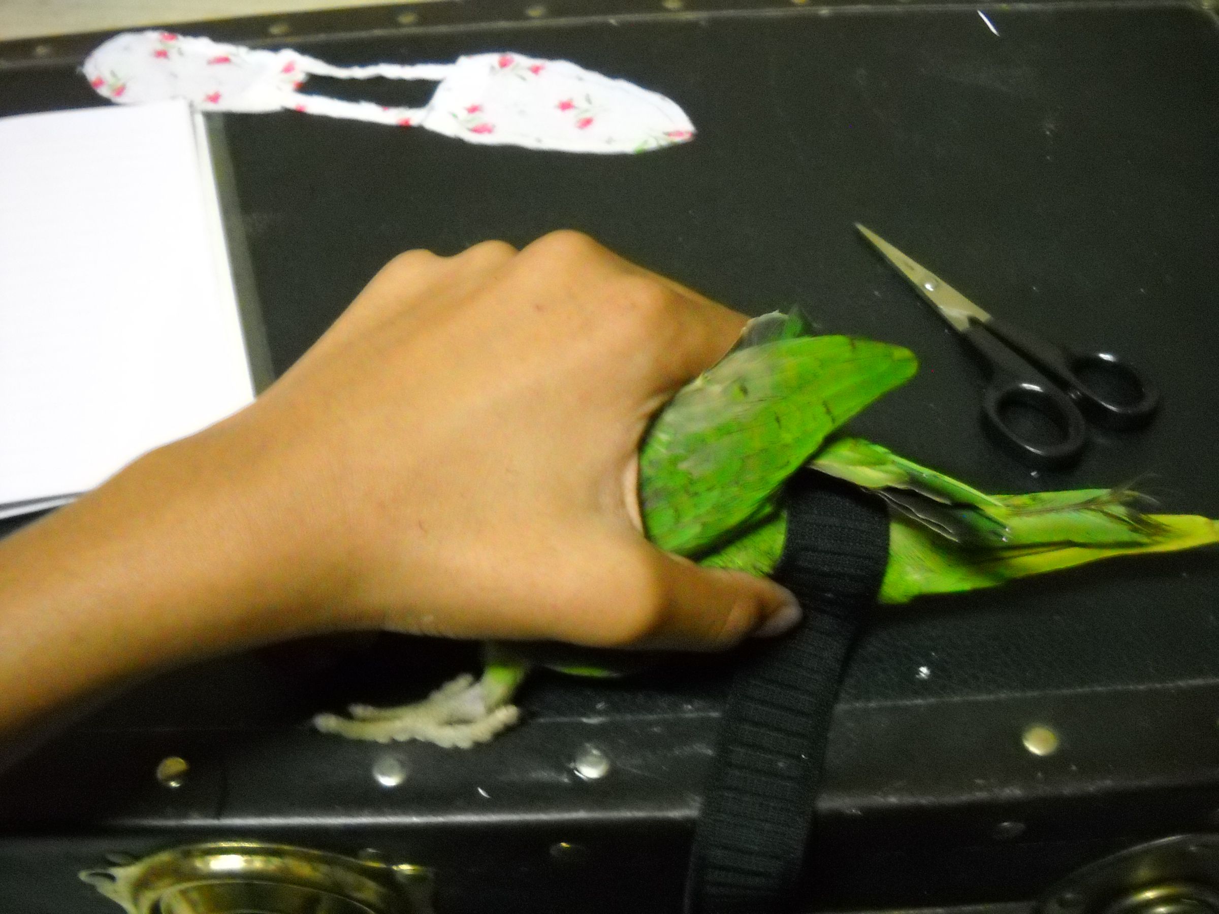 Make a Parrot Suit or Diaper for Your Feathery Pal. : 5 Steps ...
