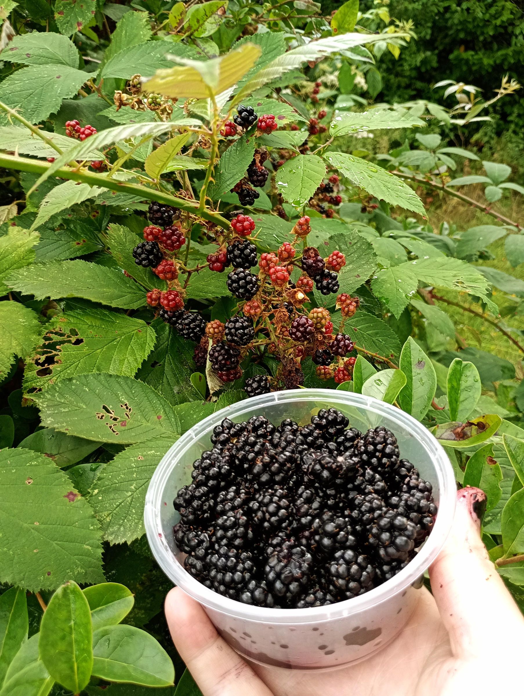 Wild Berries Fermentation Starter : 3 Steps (with Pictures) - Instructables