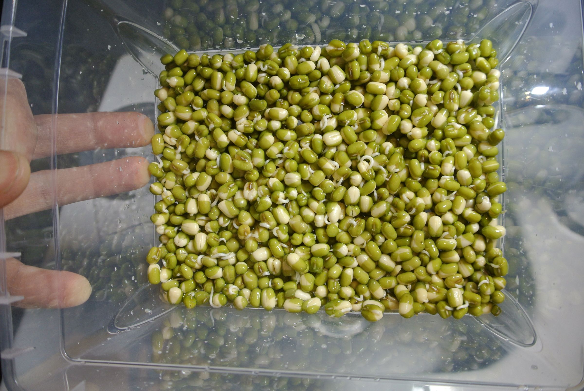 Growing Bean Sprouts : 7 Steps (with Pictures) - Instructables