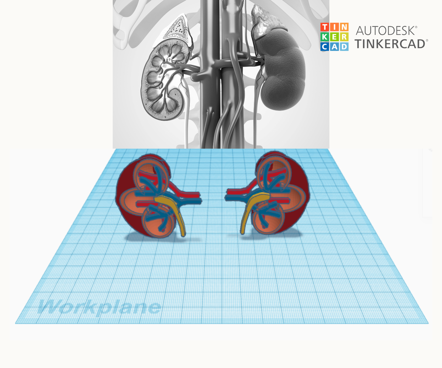 3D Model Of Kidney Ft Tinkercad Tinkercad
