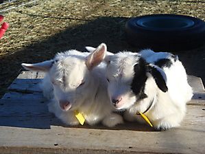 Gabhair Fainting Myotonic Myotonic Goats HILL COUNTRY MINIATURE