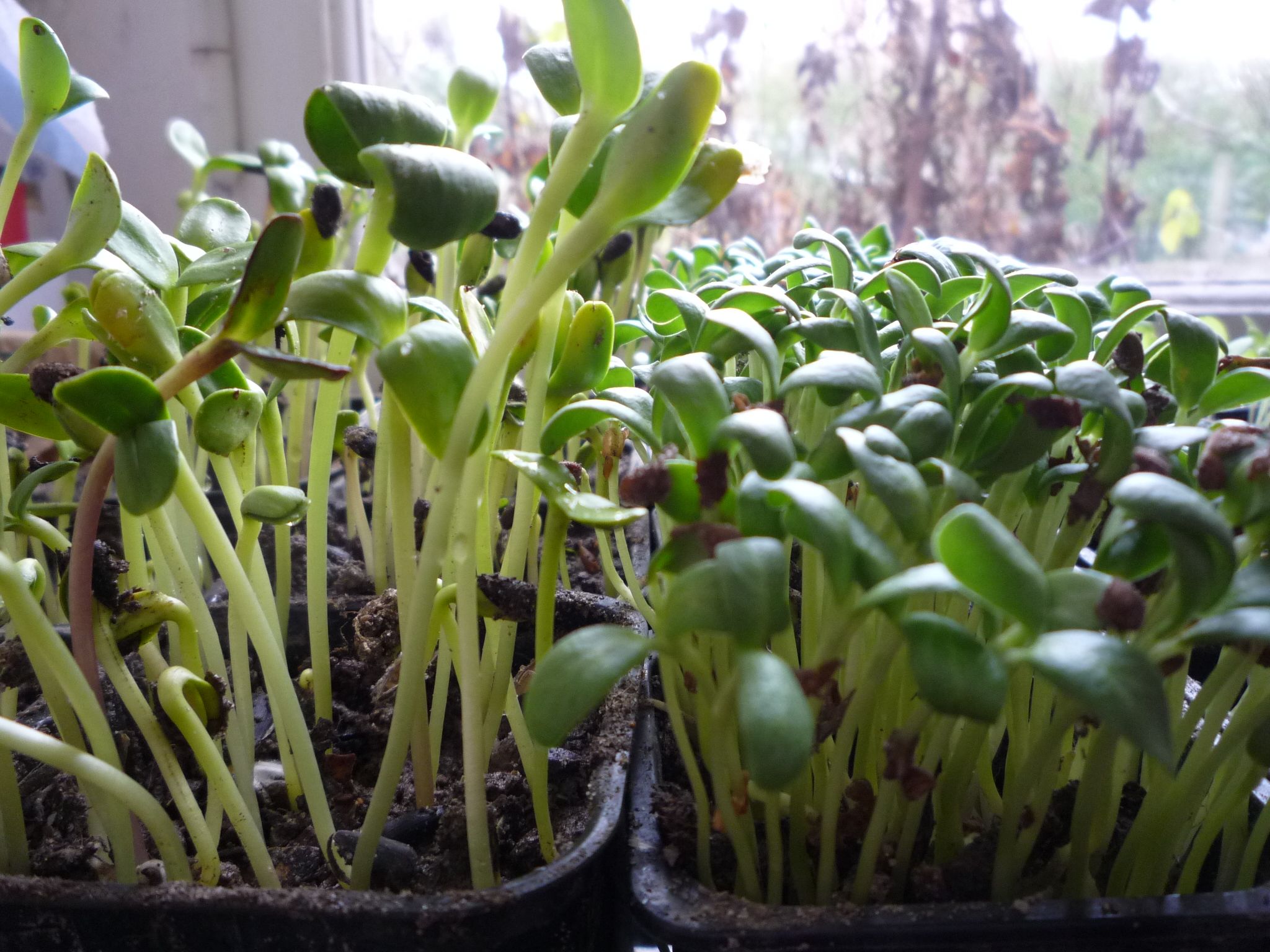 Car Greenhouse - Growing Food, Extending the Season and Succeeding With ...